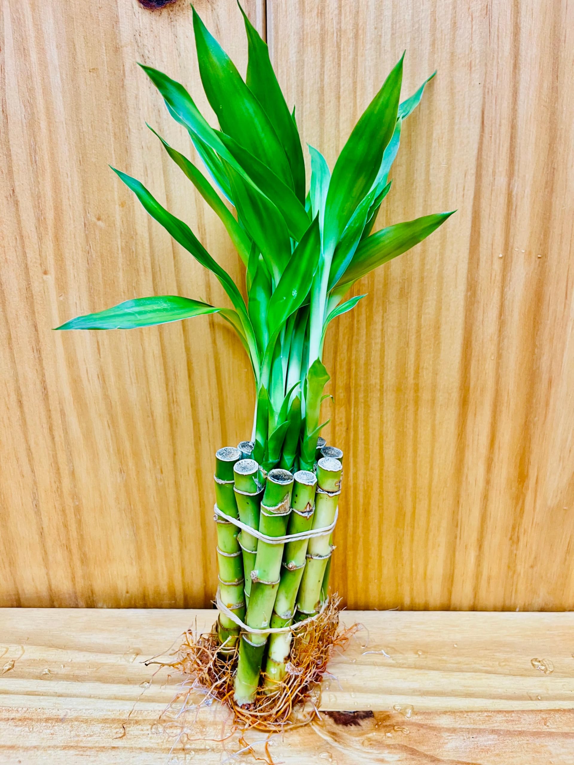 Amazon.com: Live Lucky Bamboo 4” Stems 10 Stems : Grocery & Gourmet Food