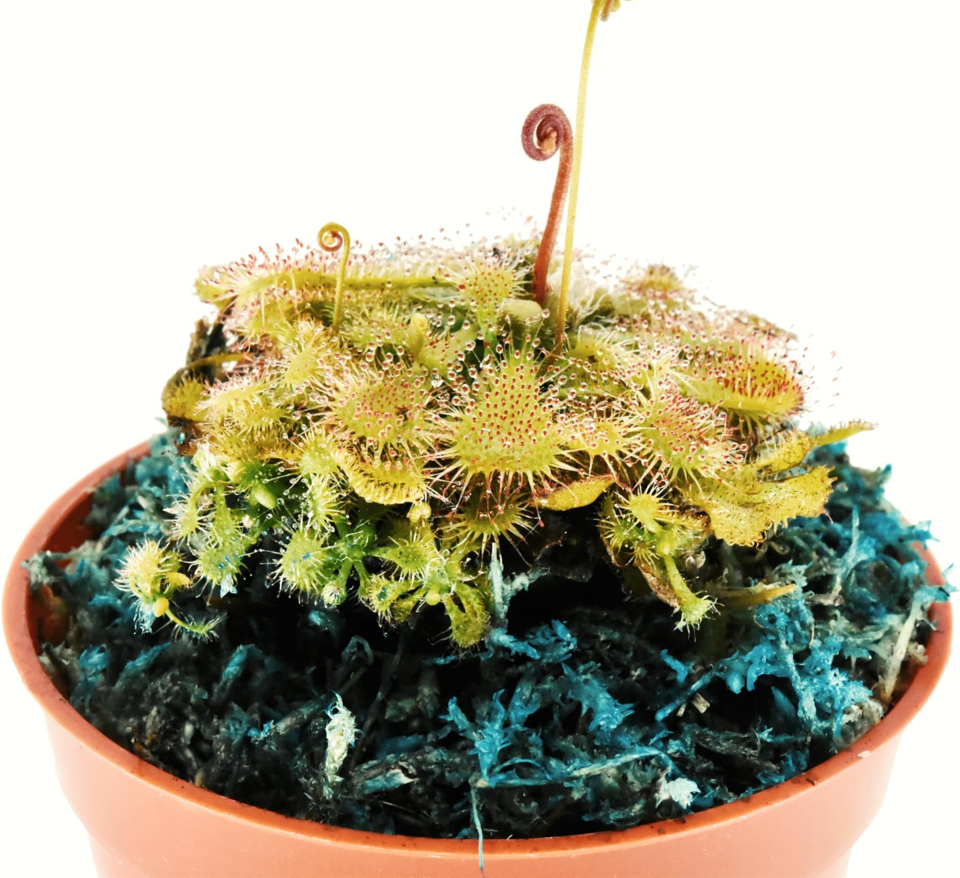 Amazon.com : Bizarre House Plants- Sundew Live Plants- Full Pot ...