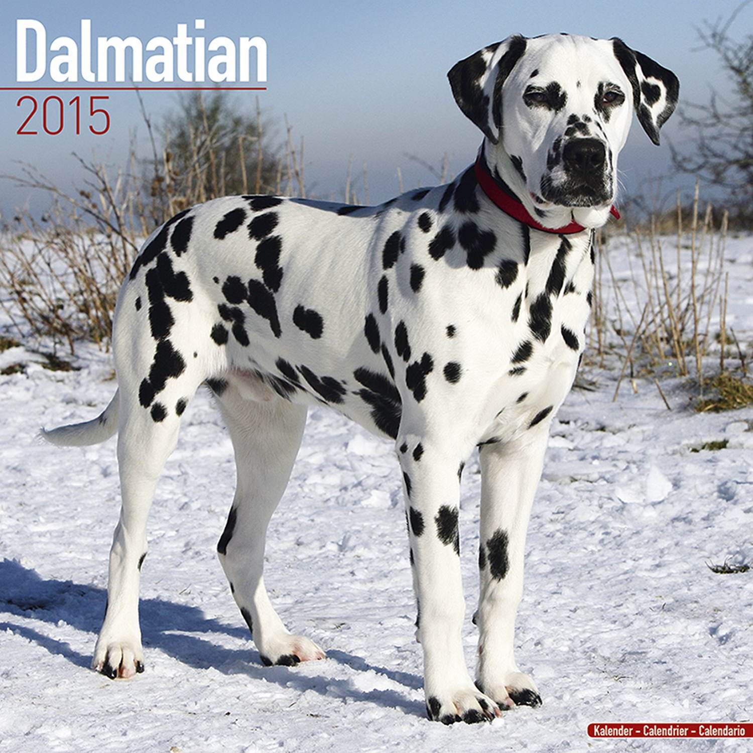 Dalmatian Calendar - Only Dog Breed Dalmatian Calendar - 2015 Wall ...