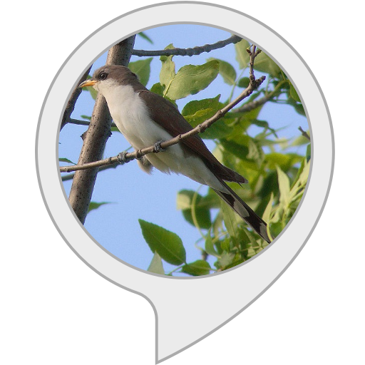 Amazon.in: cuckoo facts : Alexa Skills