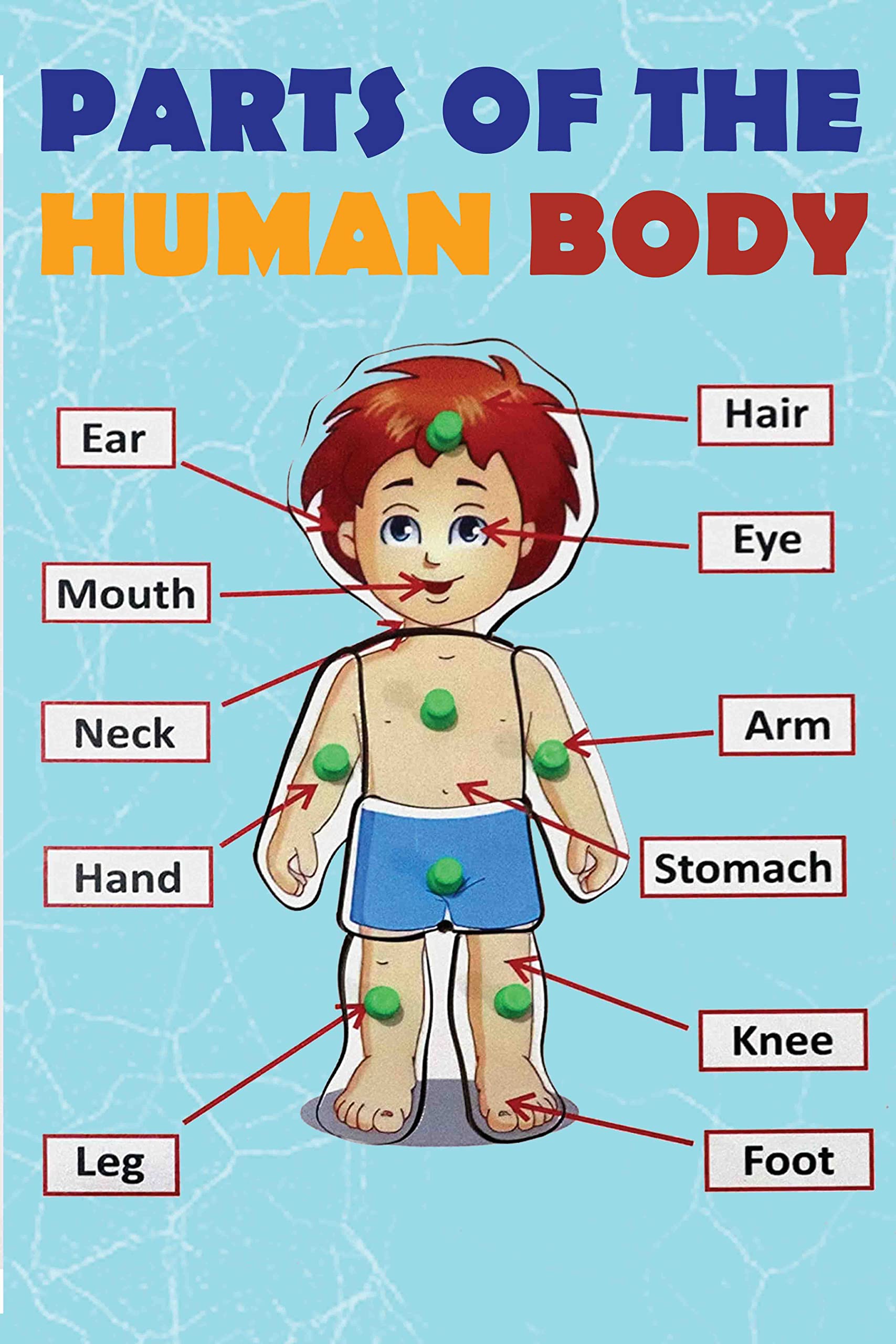Decorative Poster Parts Of The Human Body Educational Poster Childrens ...