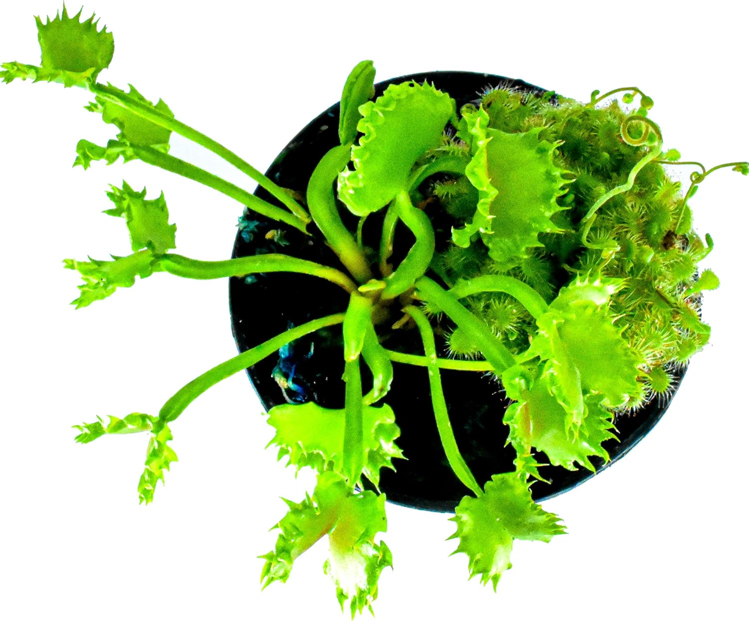 Amazon.com : Bizarre House Plants- Sundew Venus Flytrap Combo Live ...