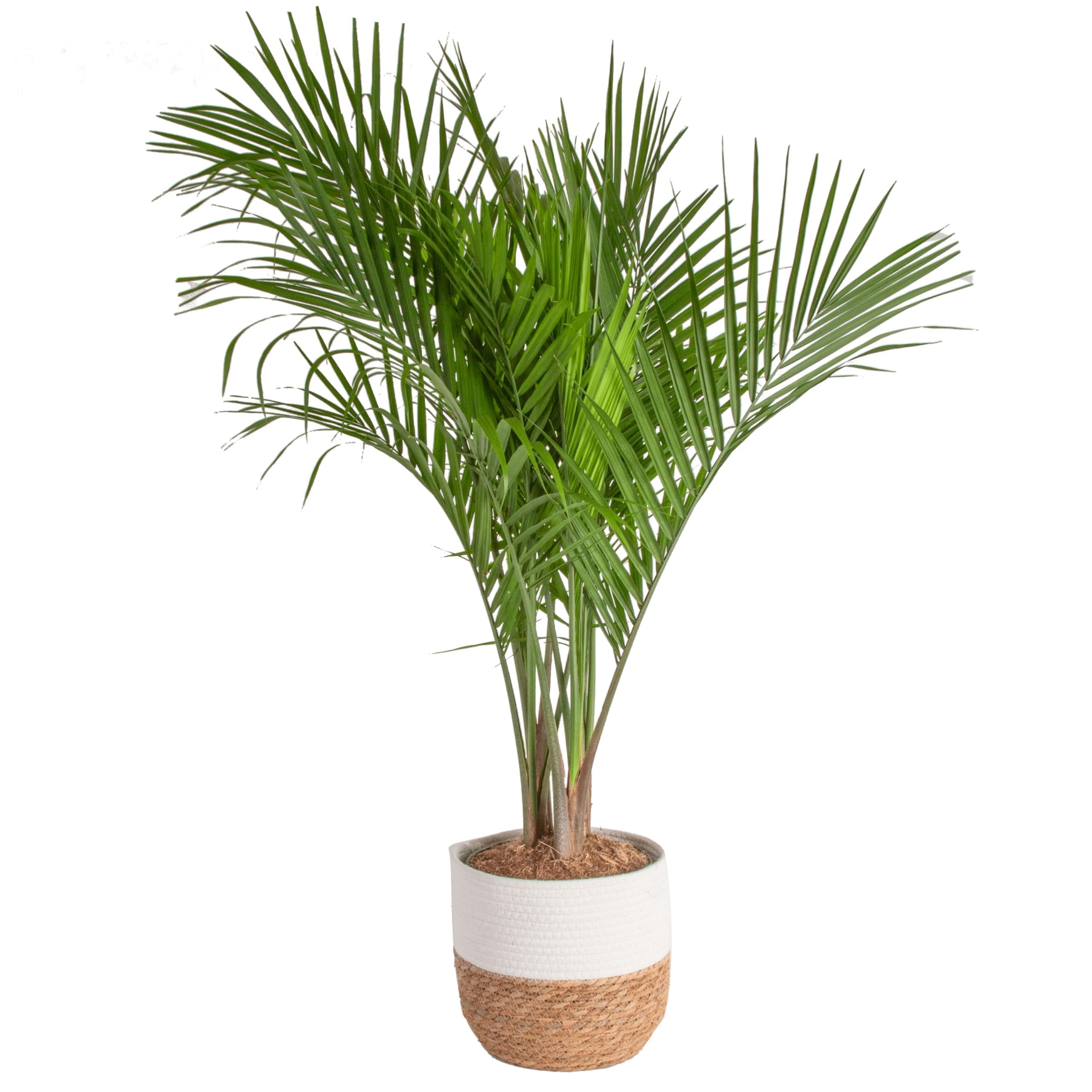 Amazon.com: Costa Farms Majesty Palm Live Plant, Indoor and Outdoor ...