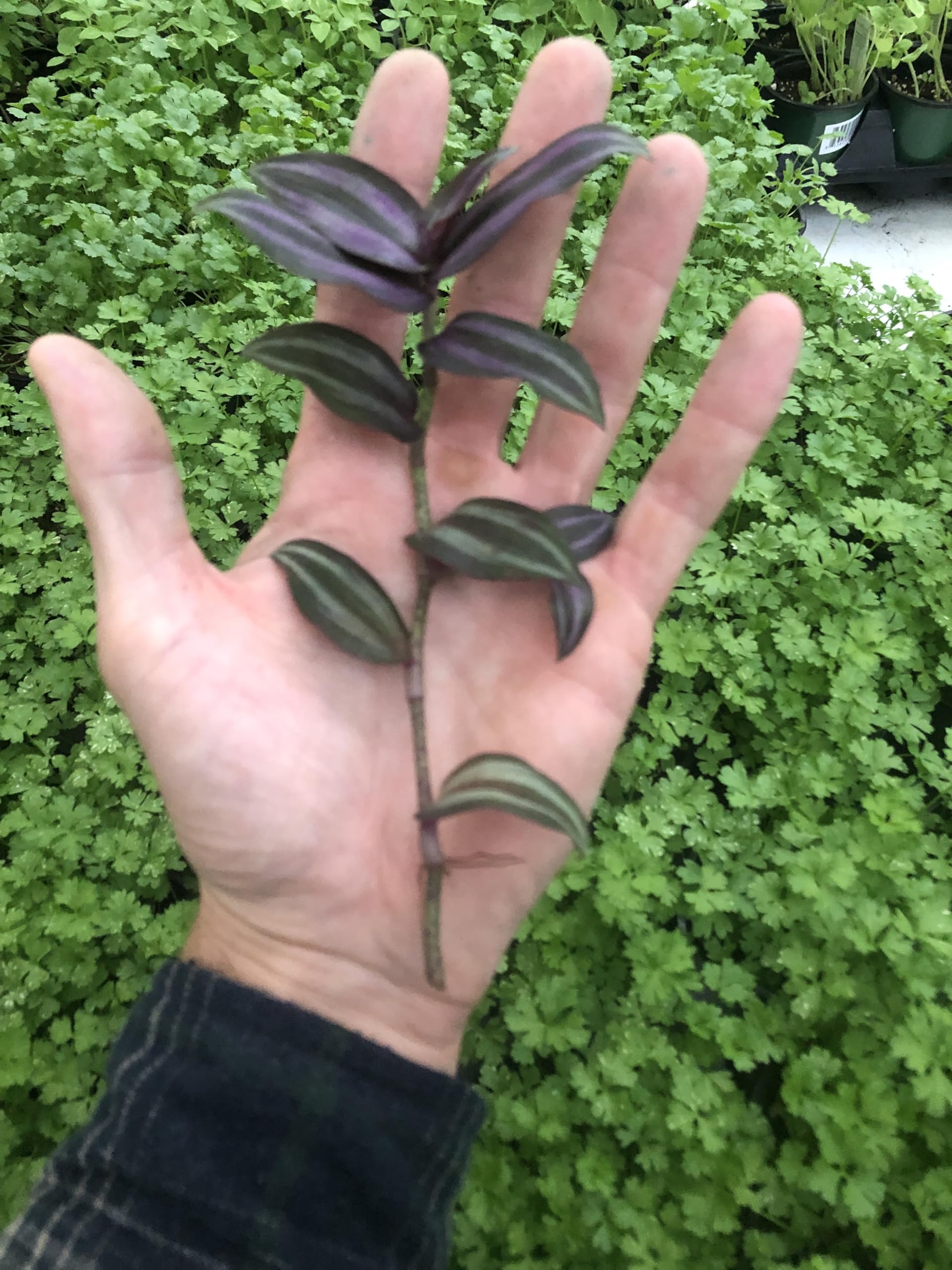 Amazon.com : 10 Tradescantia Zebrina " Silver" Cuttings. Purple ...