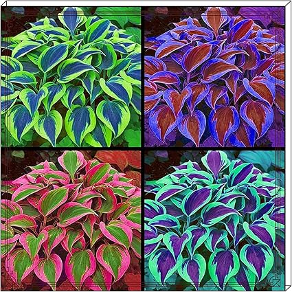 Hosta zwiebeln–Winterhart Mehrjährig Hosta Pflanze Hosta Pflanze ...