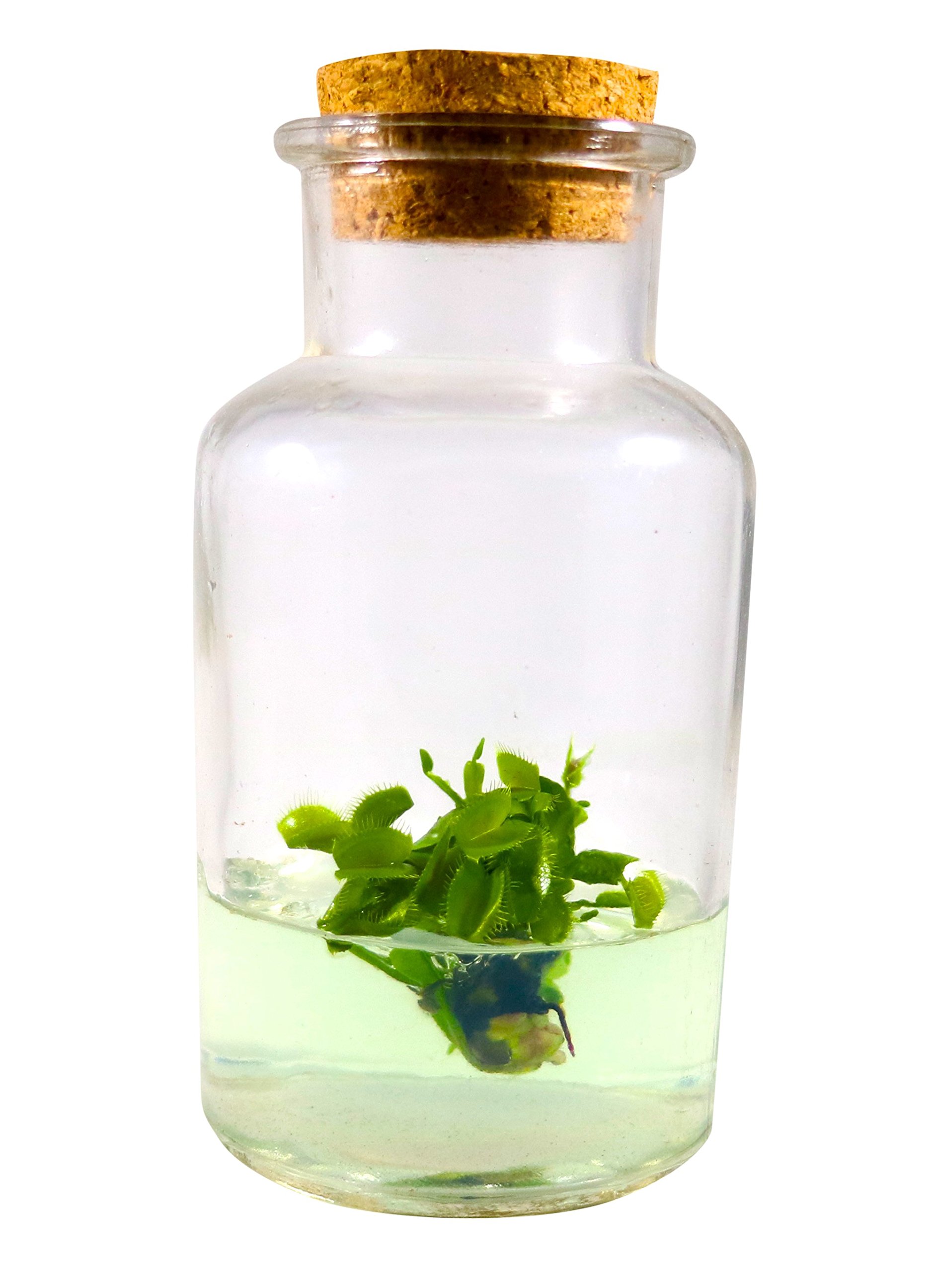 Amazon.com : Venus Flytrap, 5" Tall Bulb, Fly Trap Carnivorous Plant, a ...