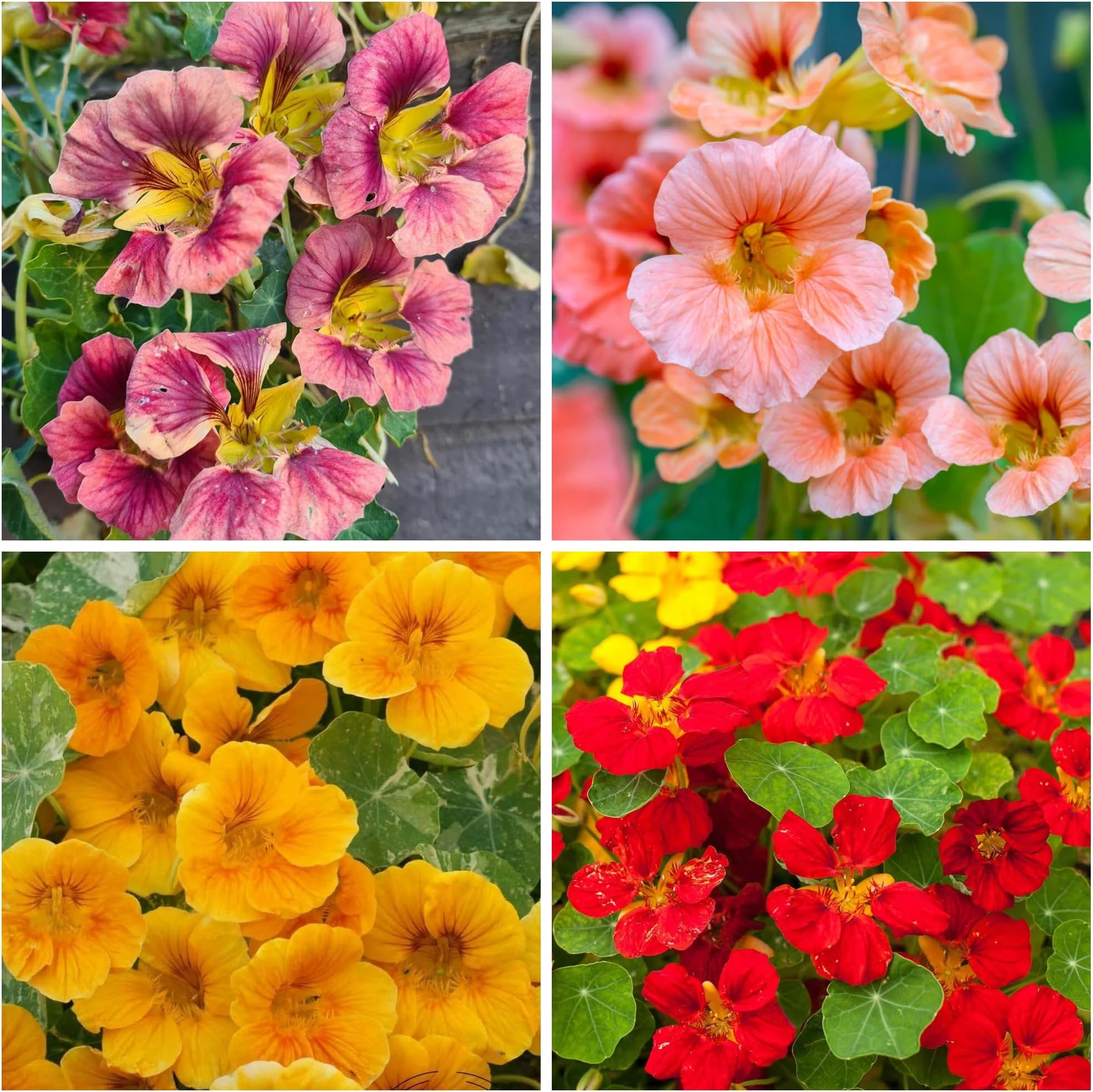 Amazon.com : Rare Nasturtium Seeds for Planting - 150+ Mixed Nasturtium ...