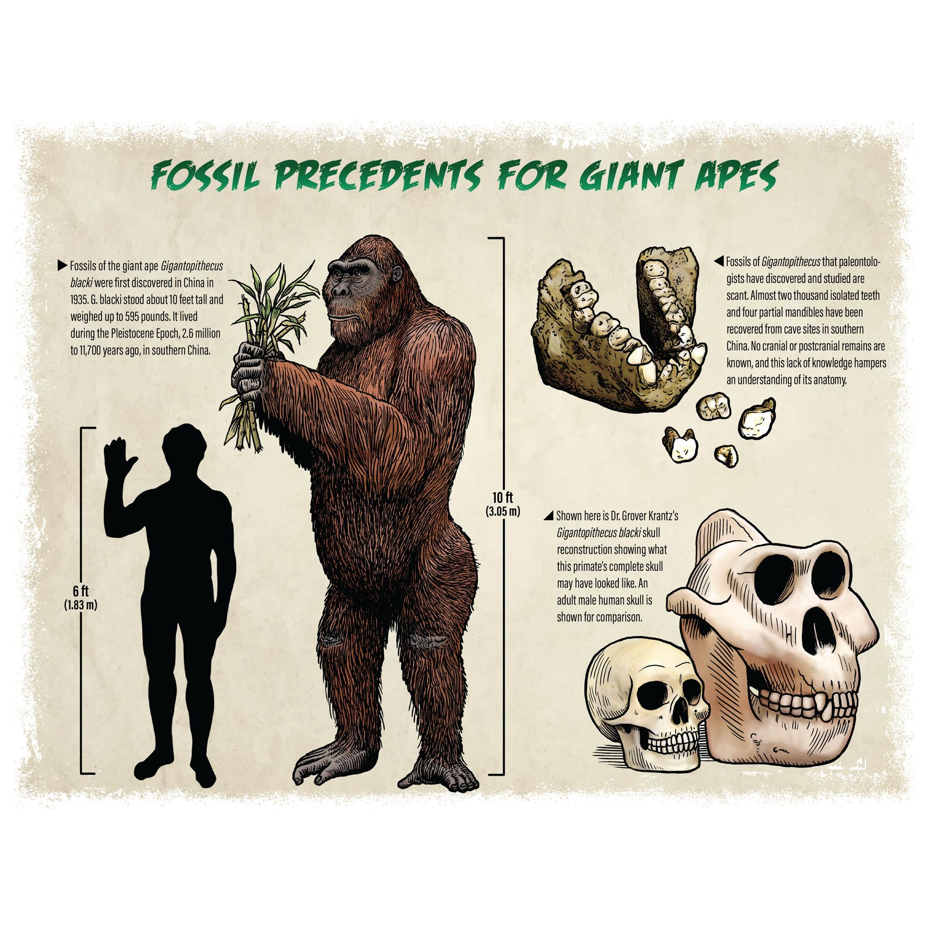 Snapklik.com : 2024 Bigfoot Calendar - 12 Month Wall Calendar - 11" X 19" Opened - Great For The ...