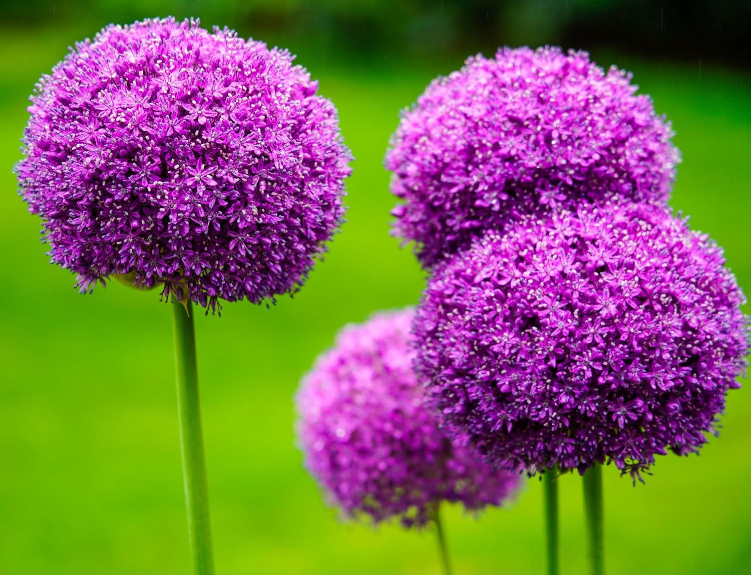 Amazon.com : 10 Purple Rain Allium Bulbs to Grow - Deer Resistant ...