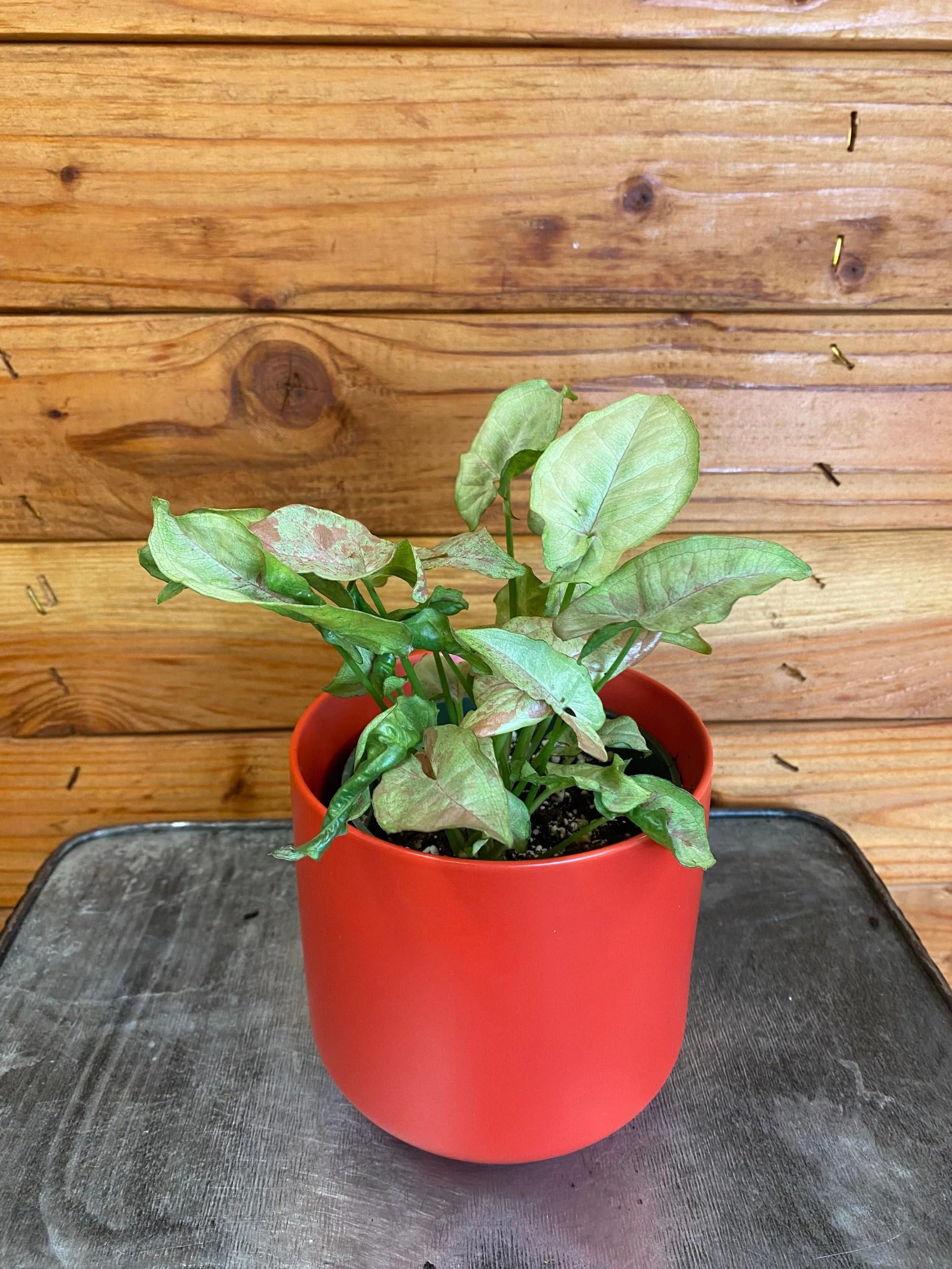 Amazon.com : Syngonium Nephthytis Dazzle Color, 4" Plant : Patio, Lawn ...