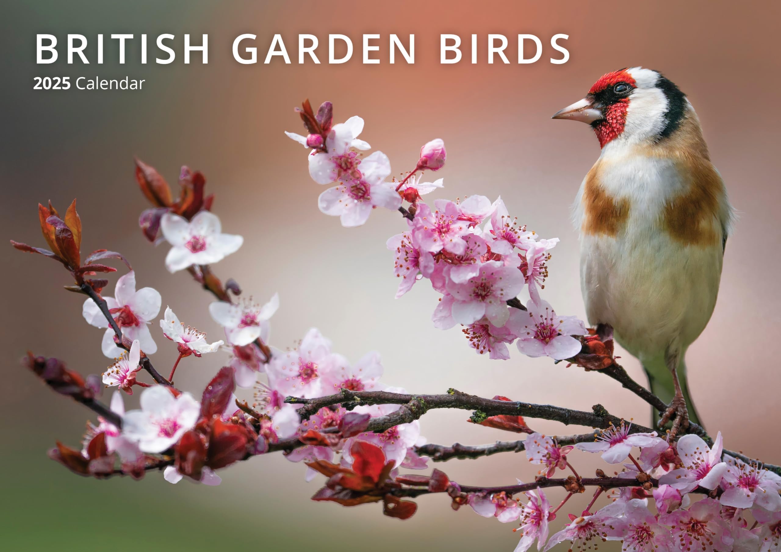 British Garden Birds - 2025 Calendar, A4 - Folds out to A3. : Amazon.co ...