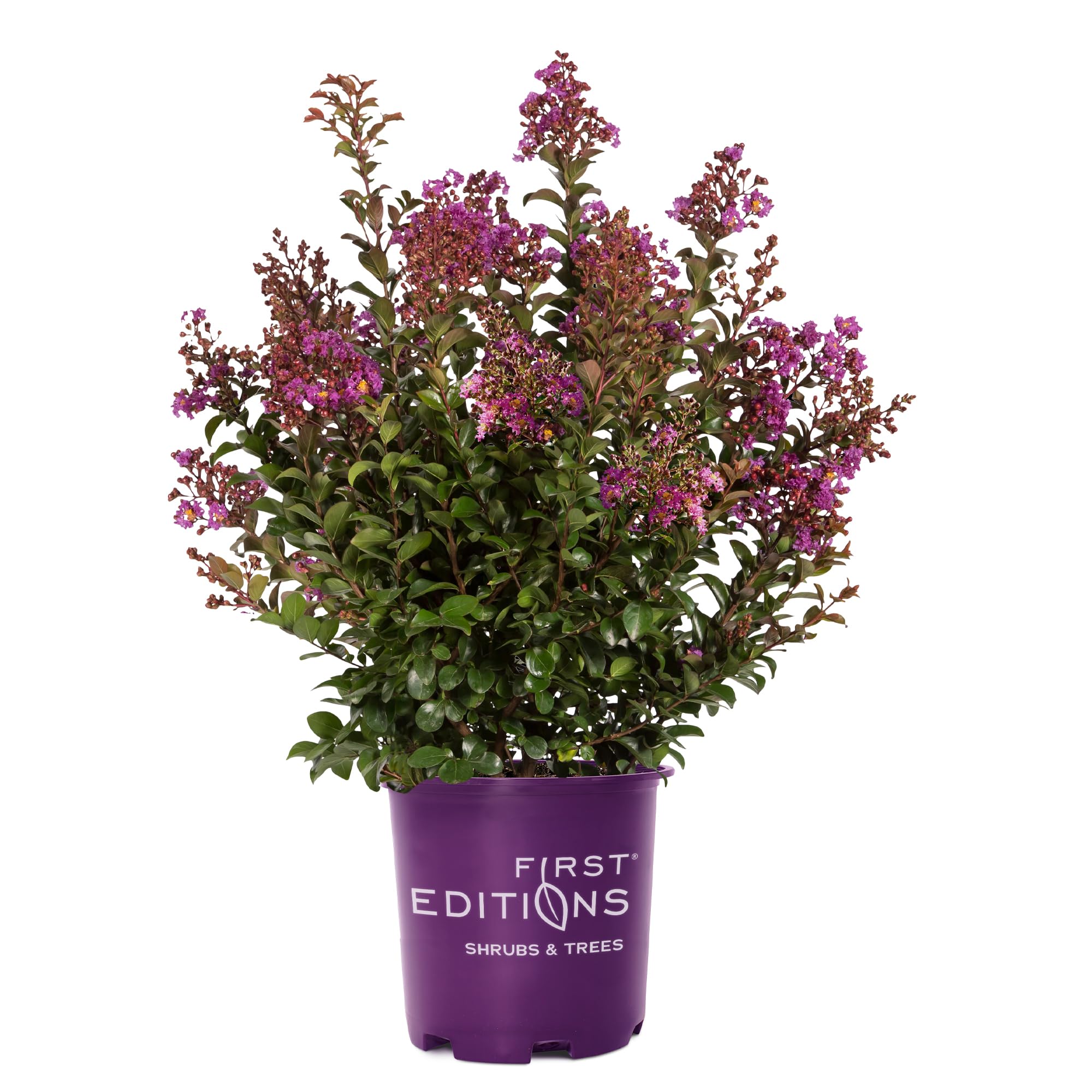 Amazon.com : First Edition Purple Magic, 3 Gal : Patio, Lawn & Garden