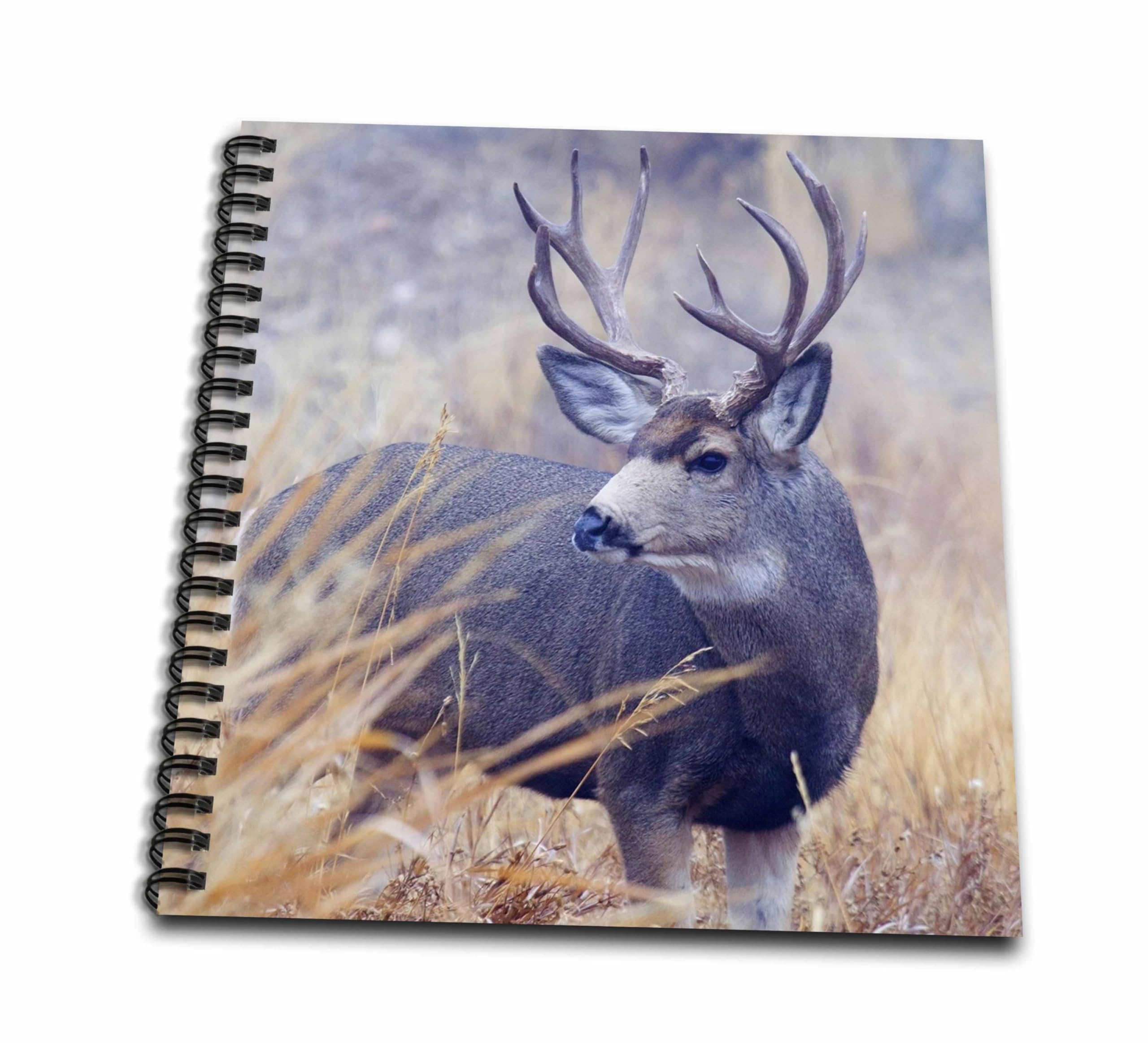 Deer Buck Drawing