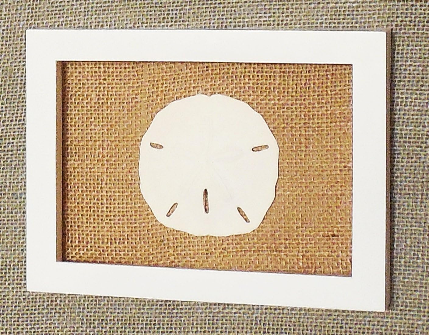 Amazon.com: Sand Dollar Shadow Box Frame, Shell Beach Decor Wall Art ...