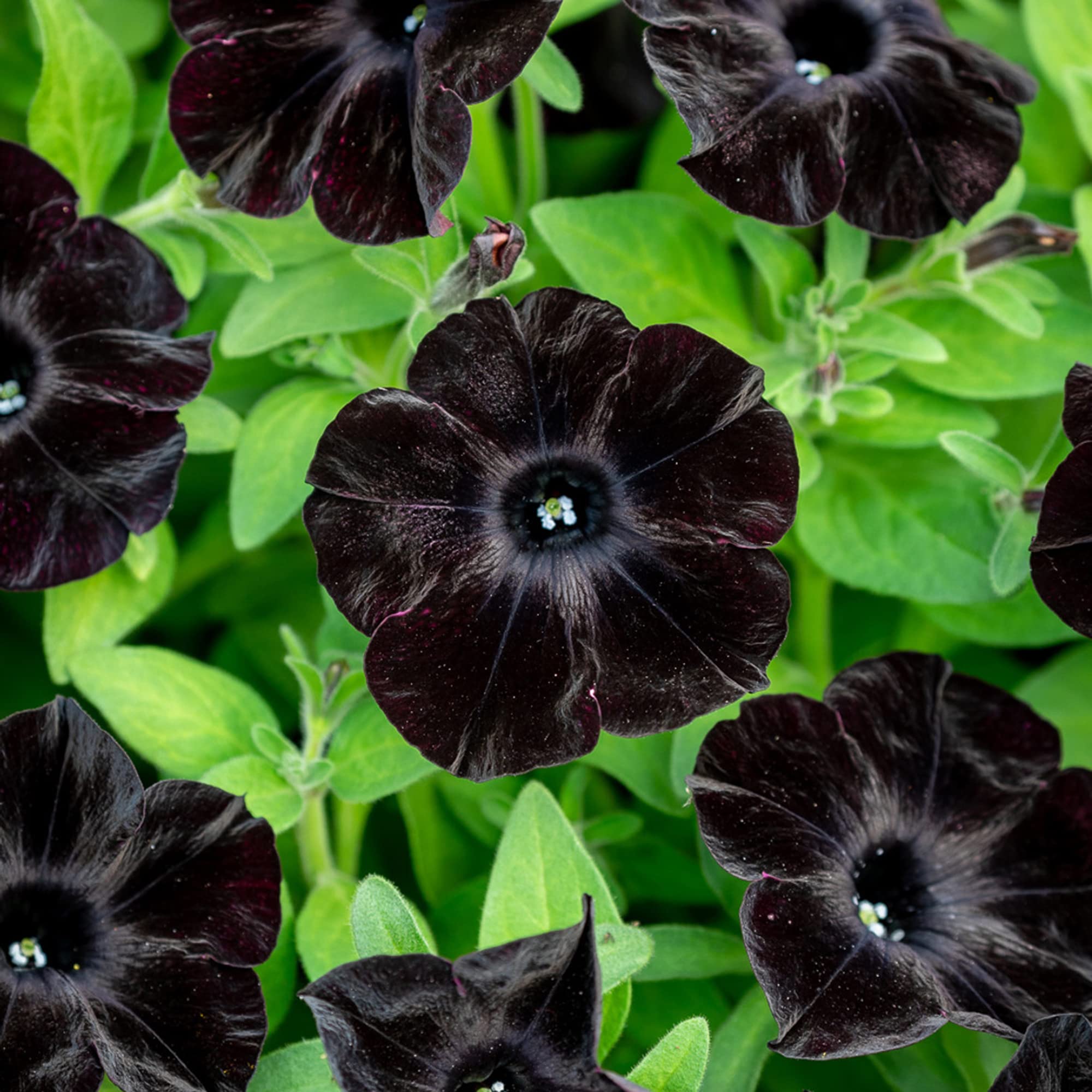 Petunia De Terciopelo Negro