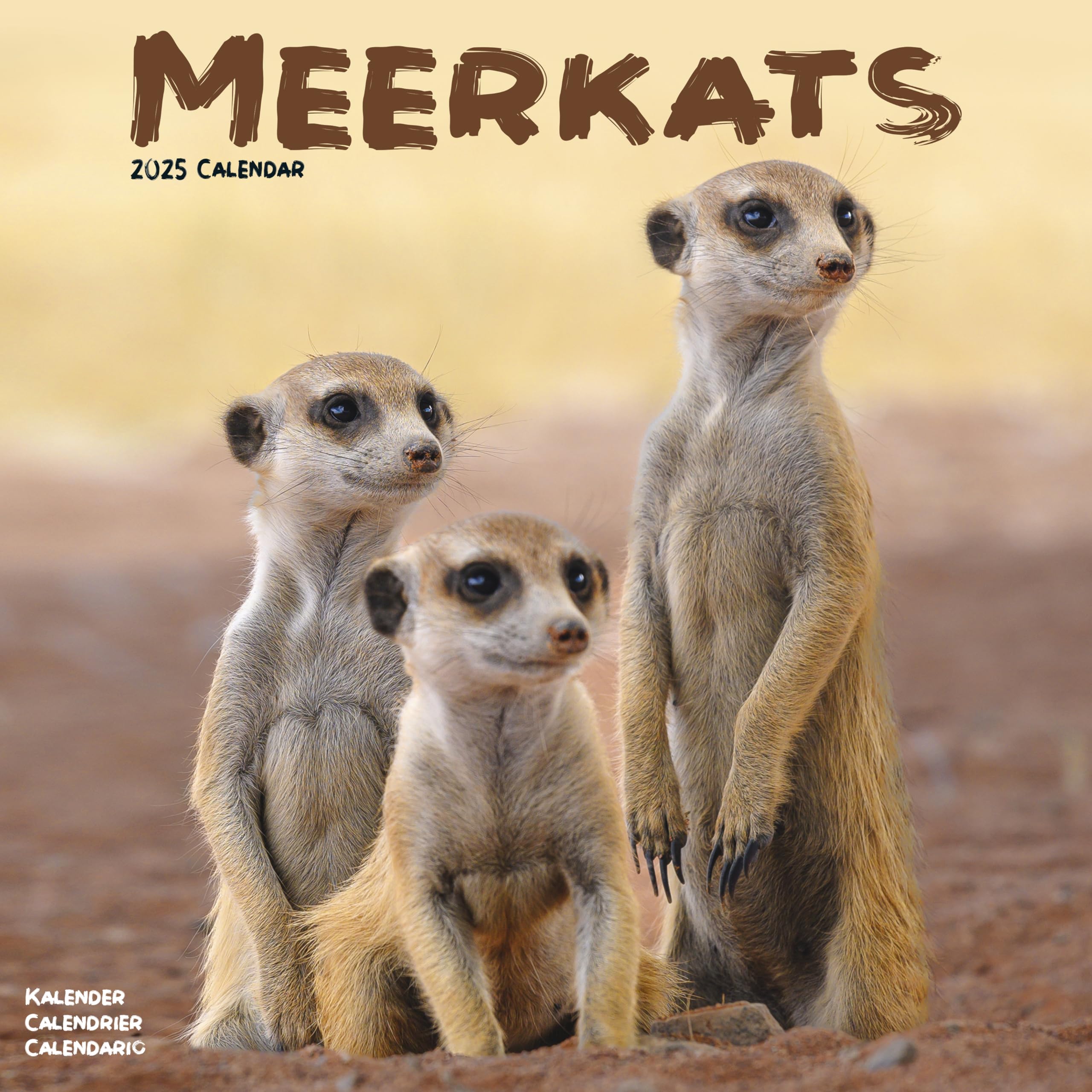 Amazon.com: 2025 Meerkats Wall Calendar, 12X12, Avonside Publishing ...