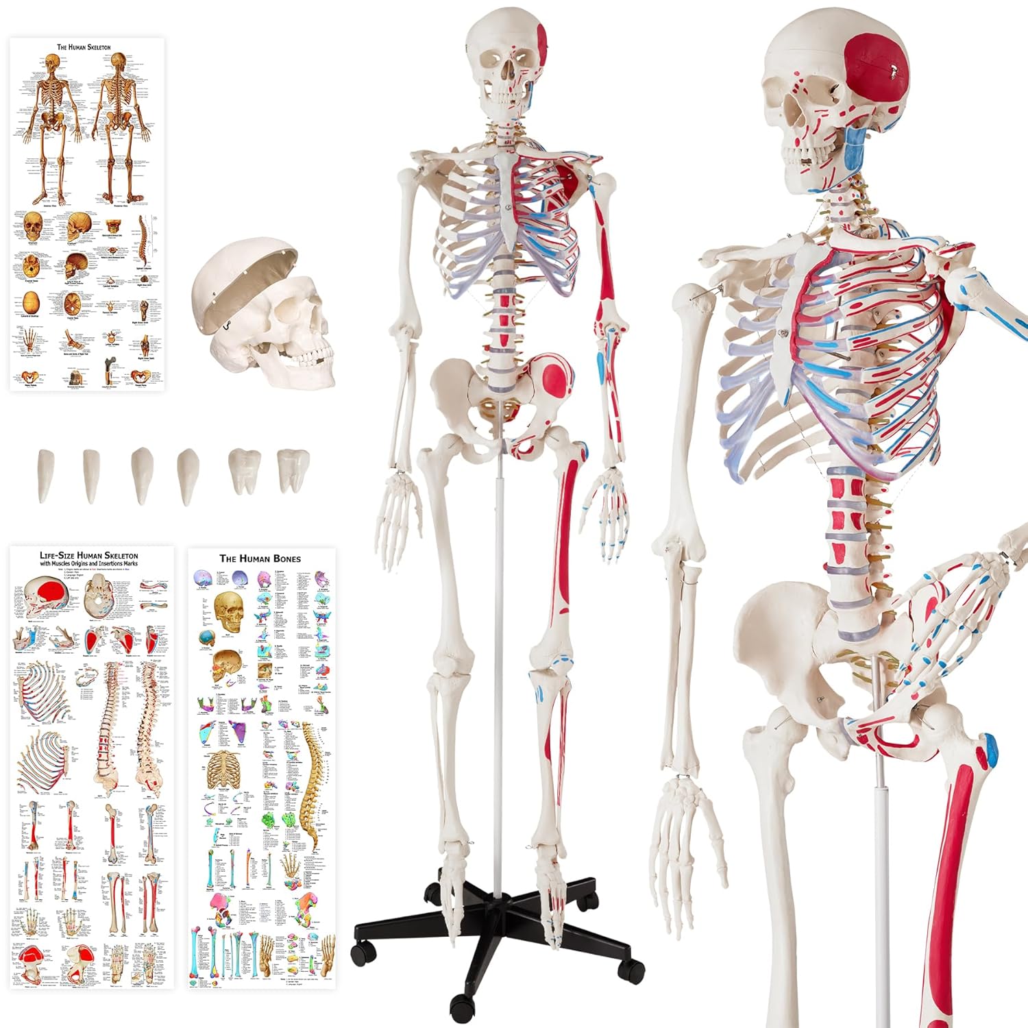 tectake® Life-Size Anatomical Skeleton Model with Removable Limbs ...