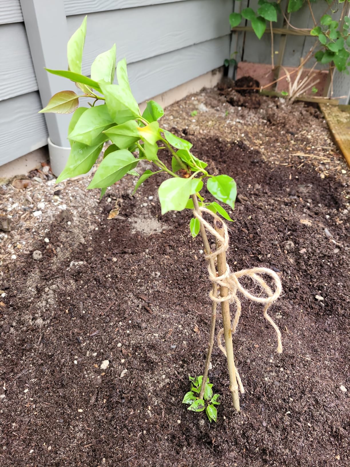 Amazon.com : Tiny Dancer Dwarf Lilac - Compact Growth to only 5 Feet ...