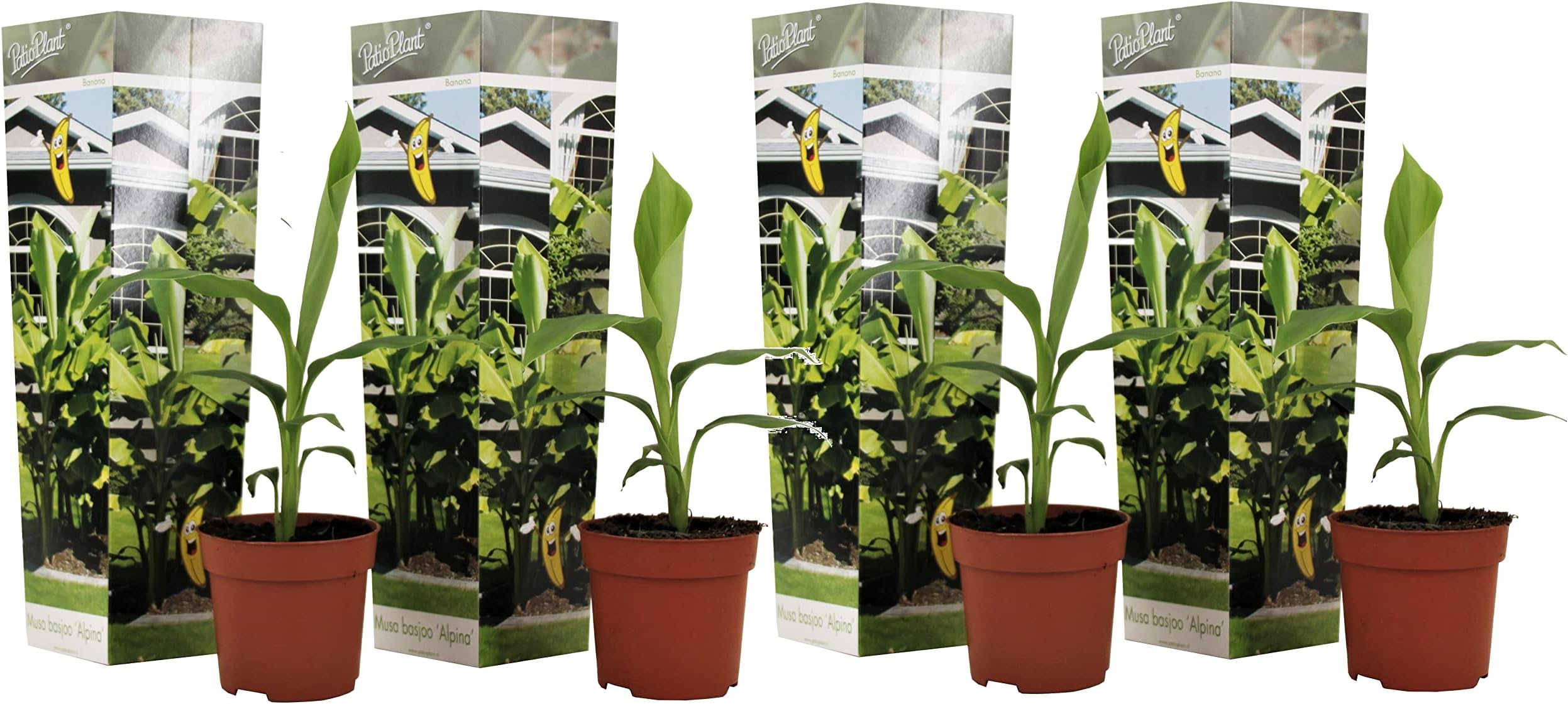 Bananenbaum Musa Basjoo - 4 bäume : Amazon.de: Garten