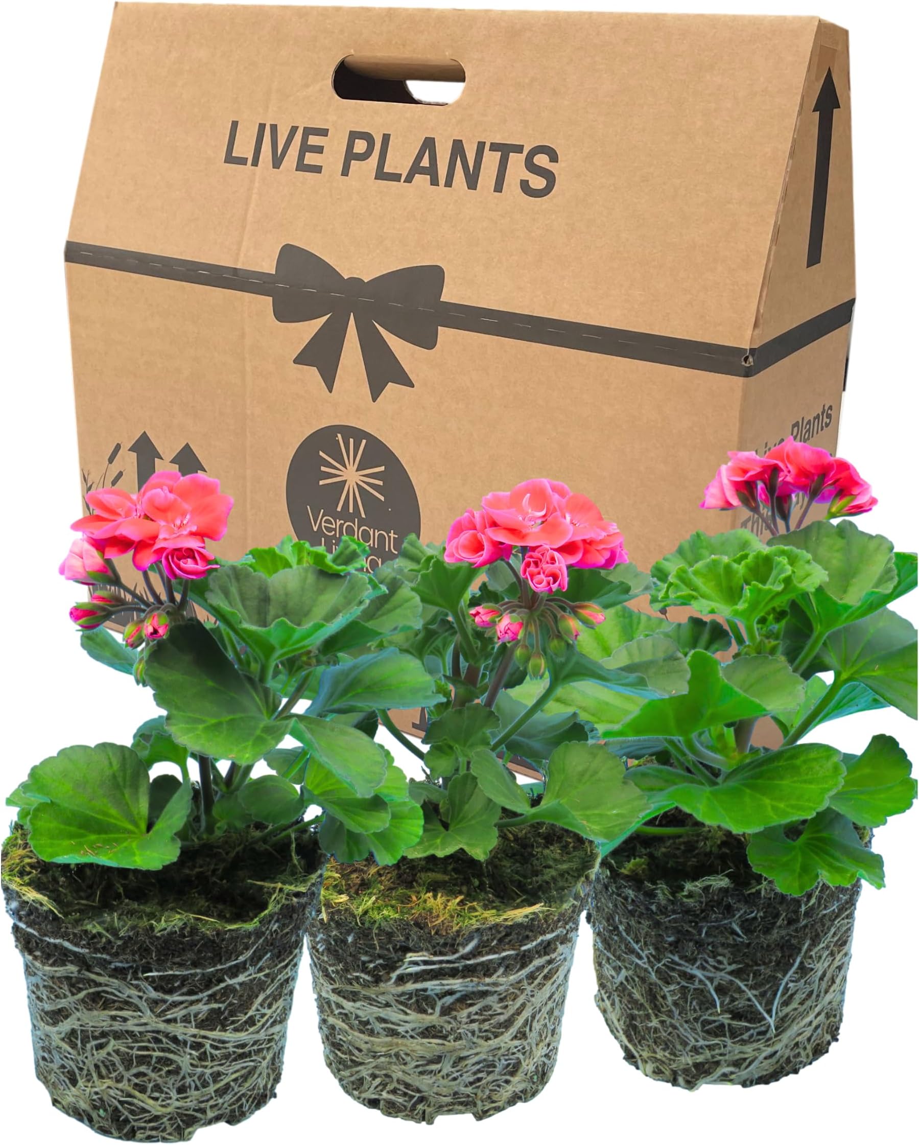 9X Dark leaved Geranium Plants. Bright RED Coloured Flowers. NOT Plug ...