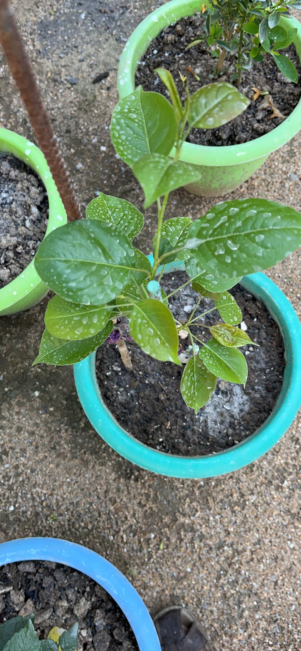 Mphmi Live Plant Nursery NCR Gardens Pear Plant all fruit seeds plants ...