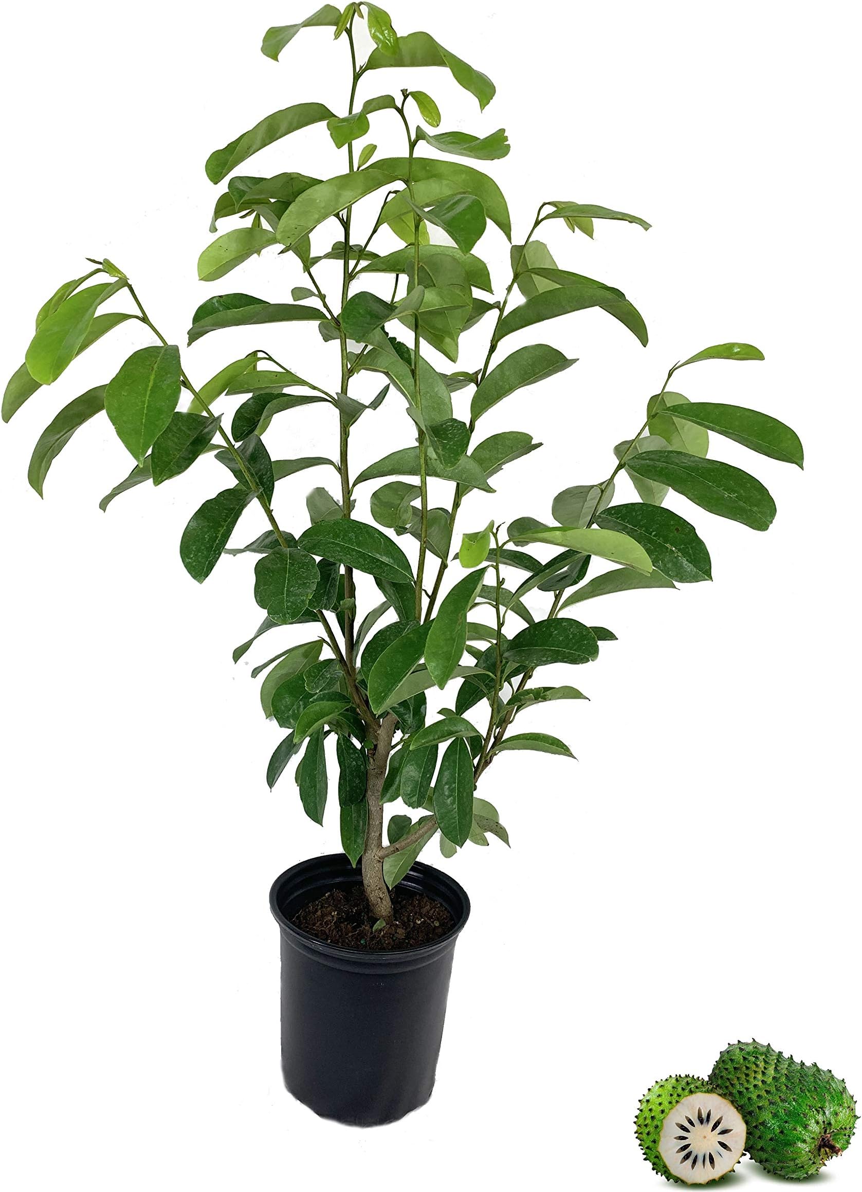 Amazon.com : Soursop Tree - Pawpaw Plant - Guanabana - Live Tree in a 1 ...