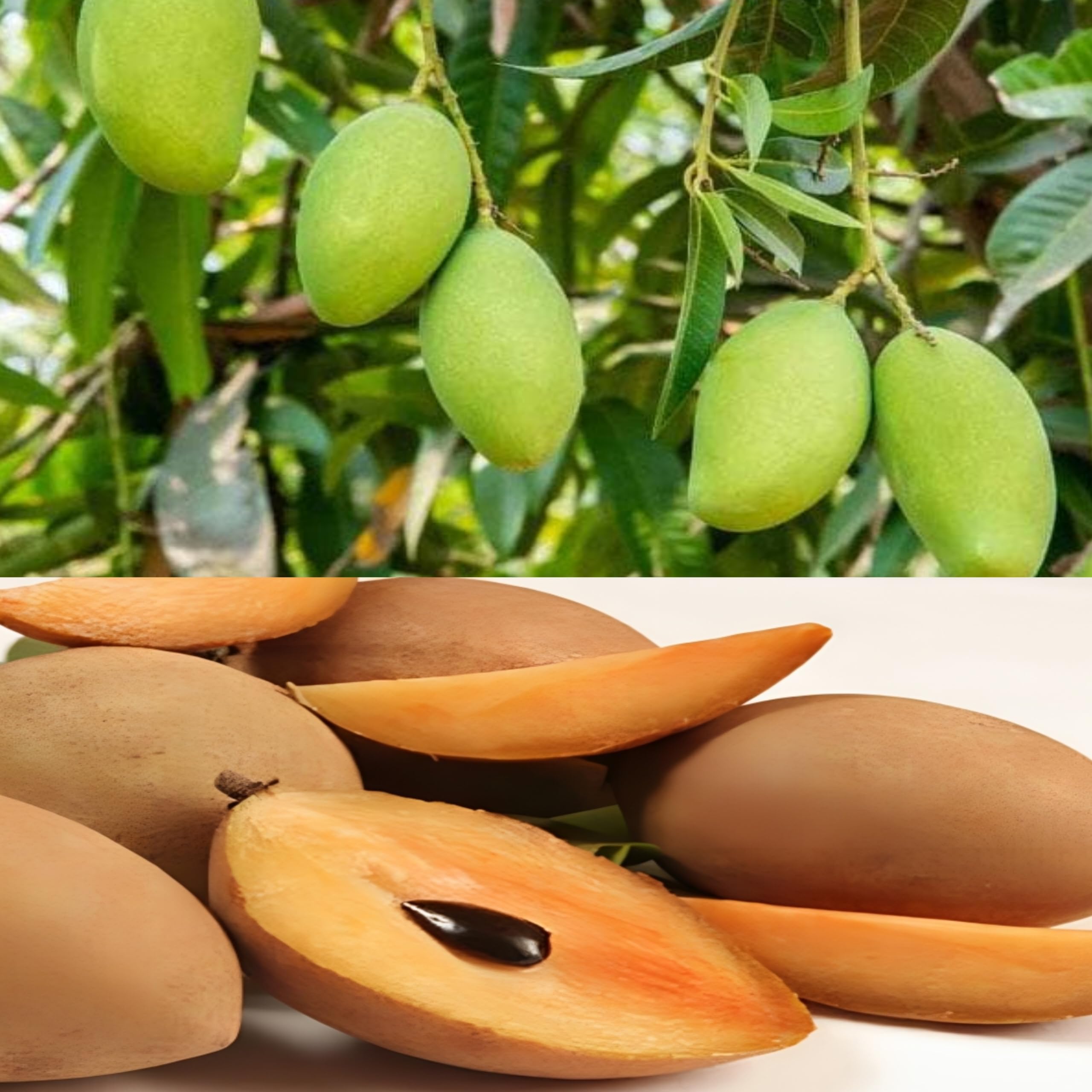 Dejestqoo Combo 2 Thai Long Variety Dwarf Chiku Plant Hybrid All ...