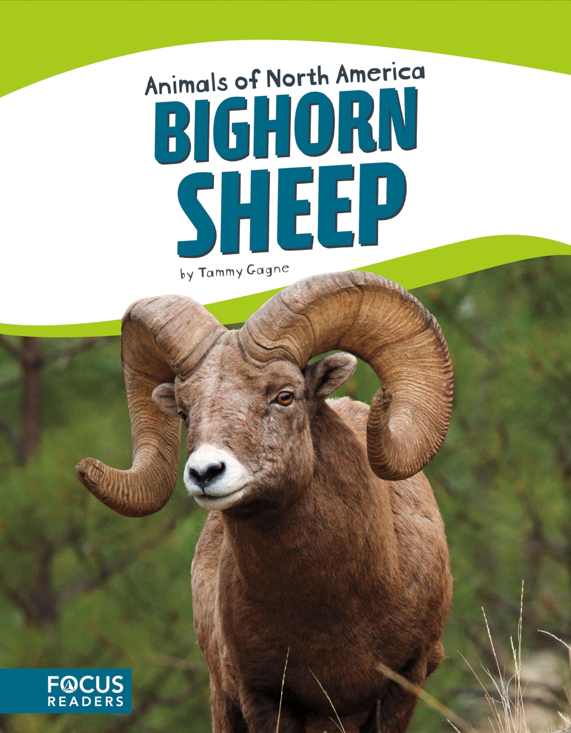 Bighorn Sheep (Animals of North America) (Focus Readers: Animals of ...