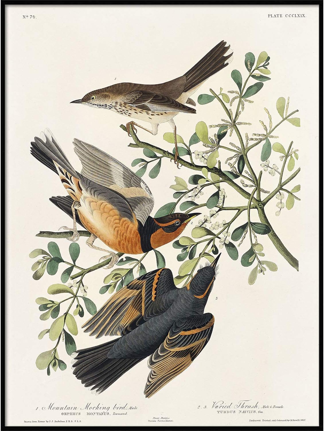Amazon.com: Mocking Bird Print, Antique Bird Painting, Vintage Drawing ...