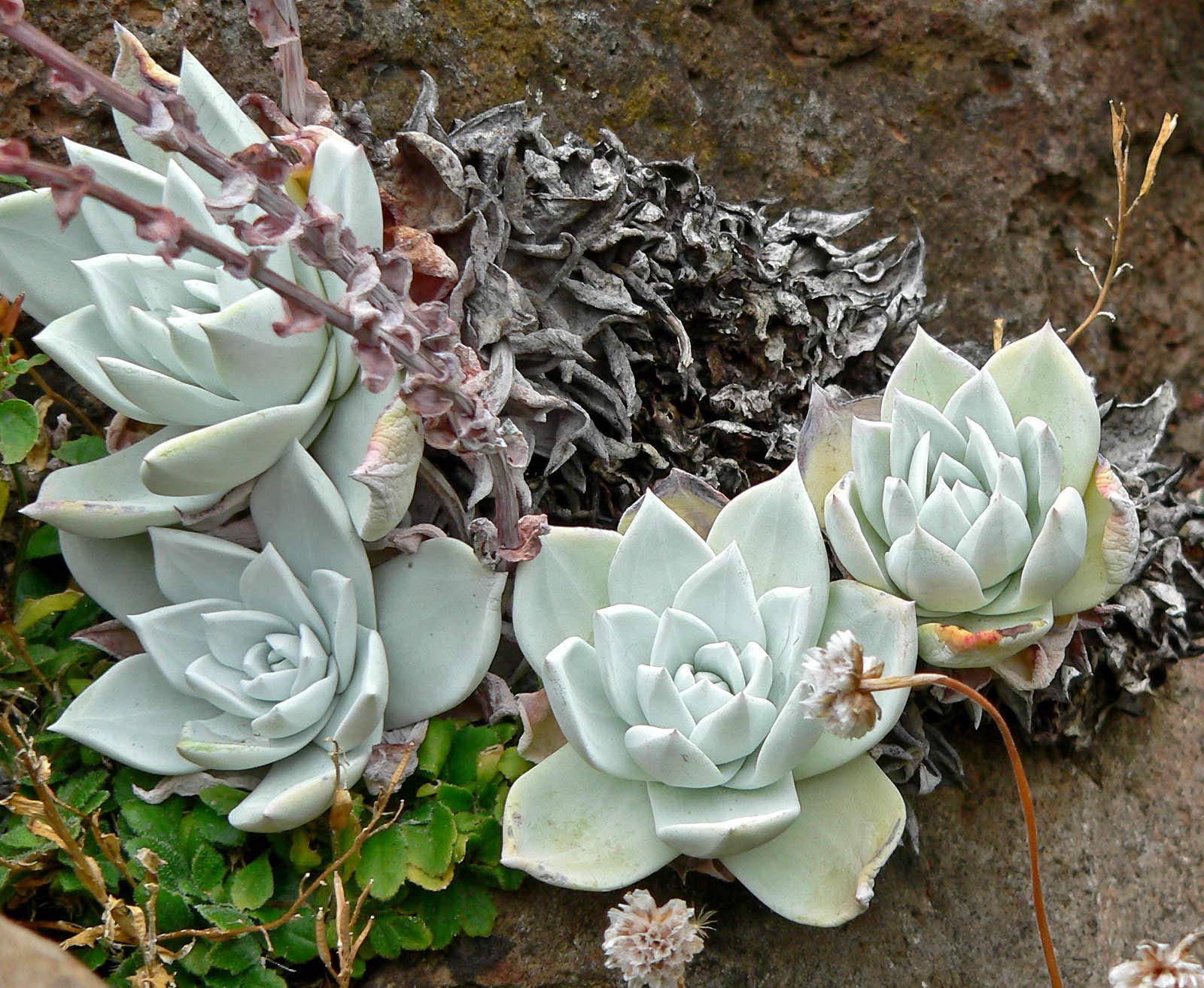 Dudleya Farinosa Care