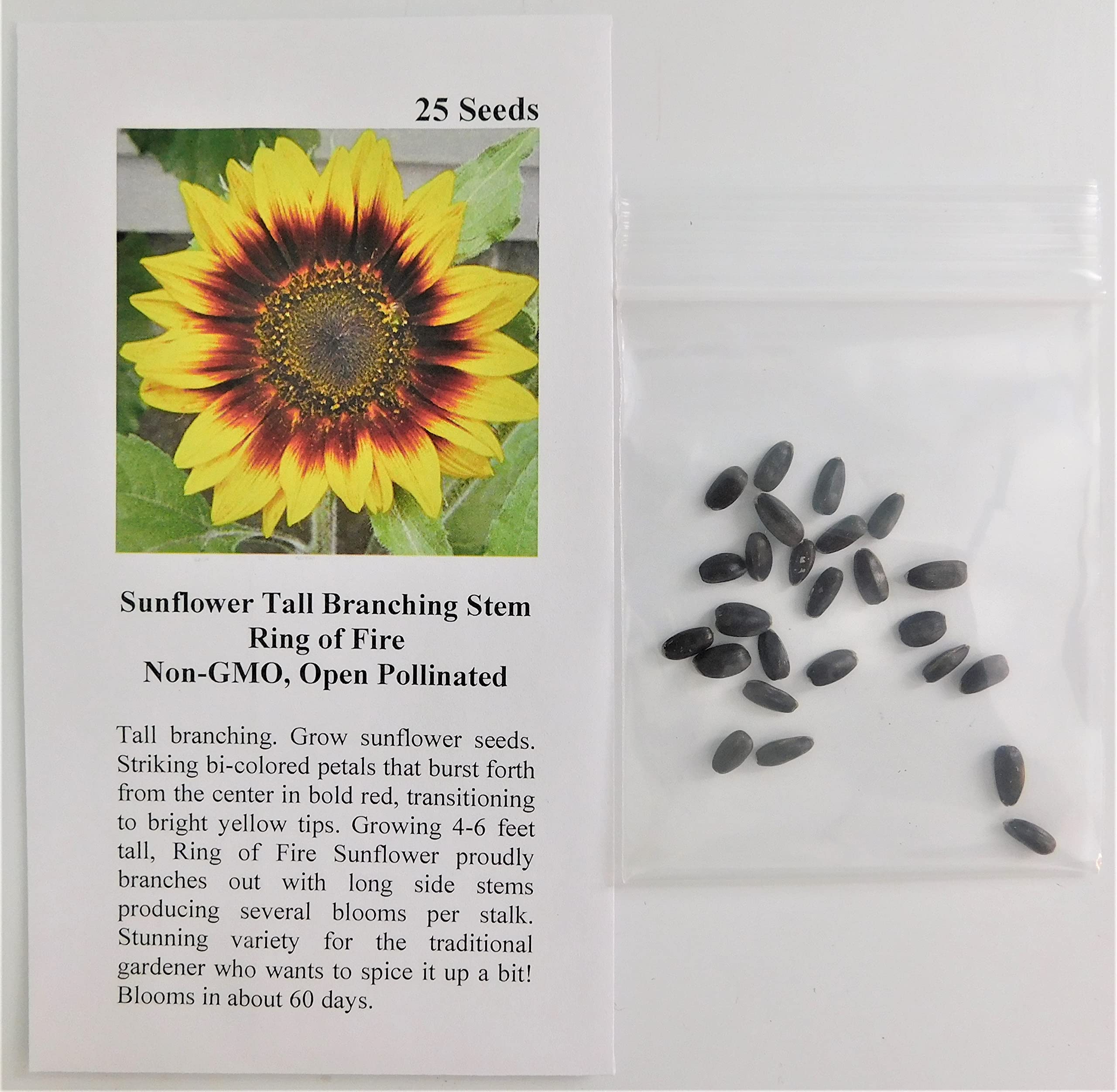 Ring Of Fire Sunflower
