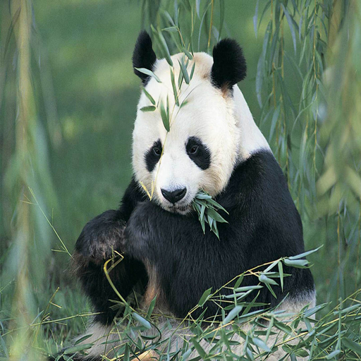 Panda Live Wallpaper - App on Amazon Appstore
