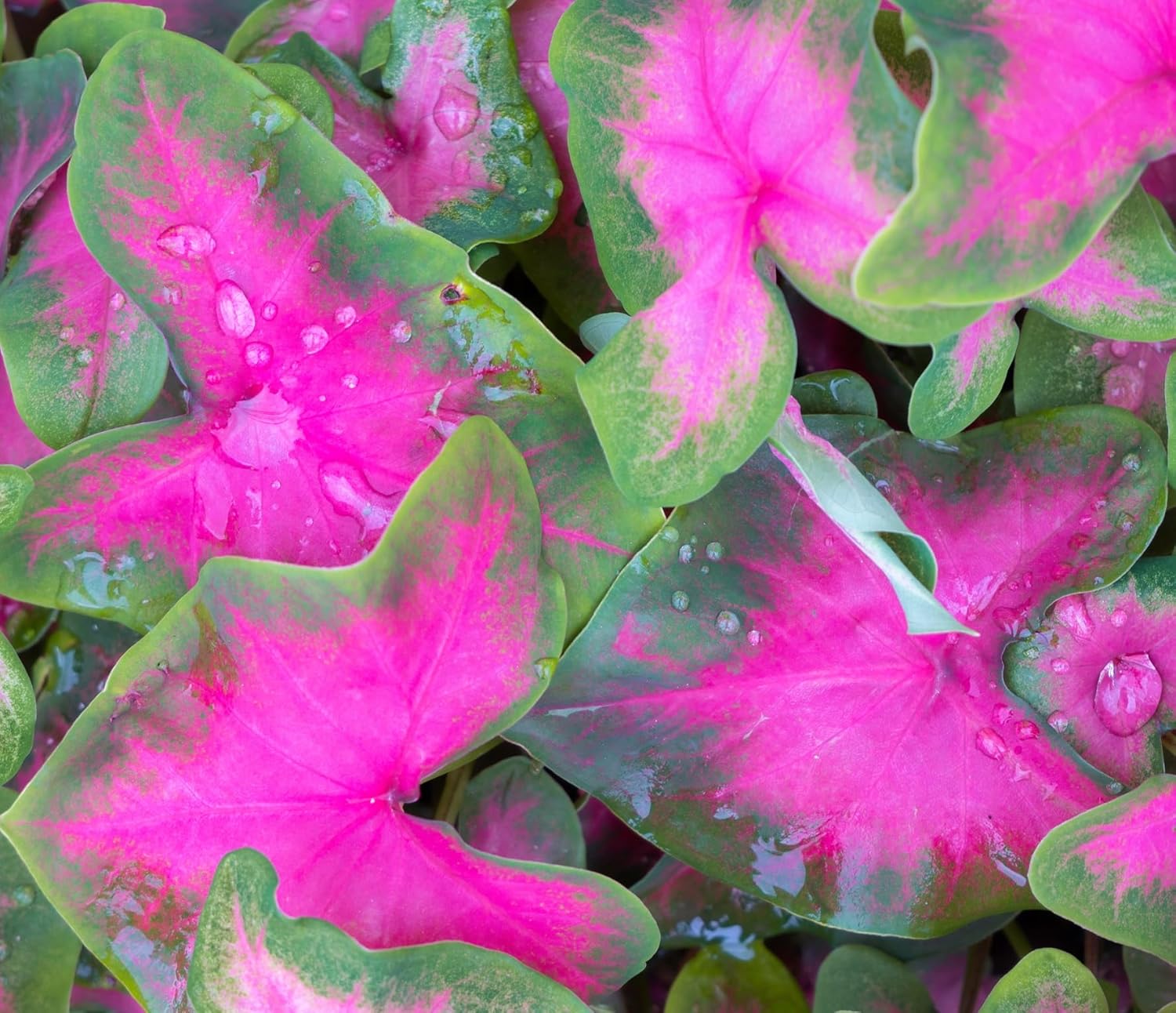 Amazon.com : 6 Pinky Promise Caladium Bulbs for Planting - Perennial ...
