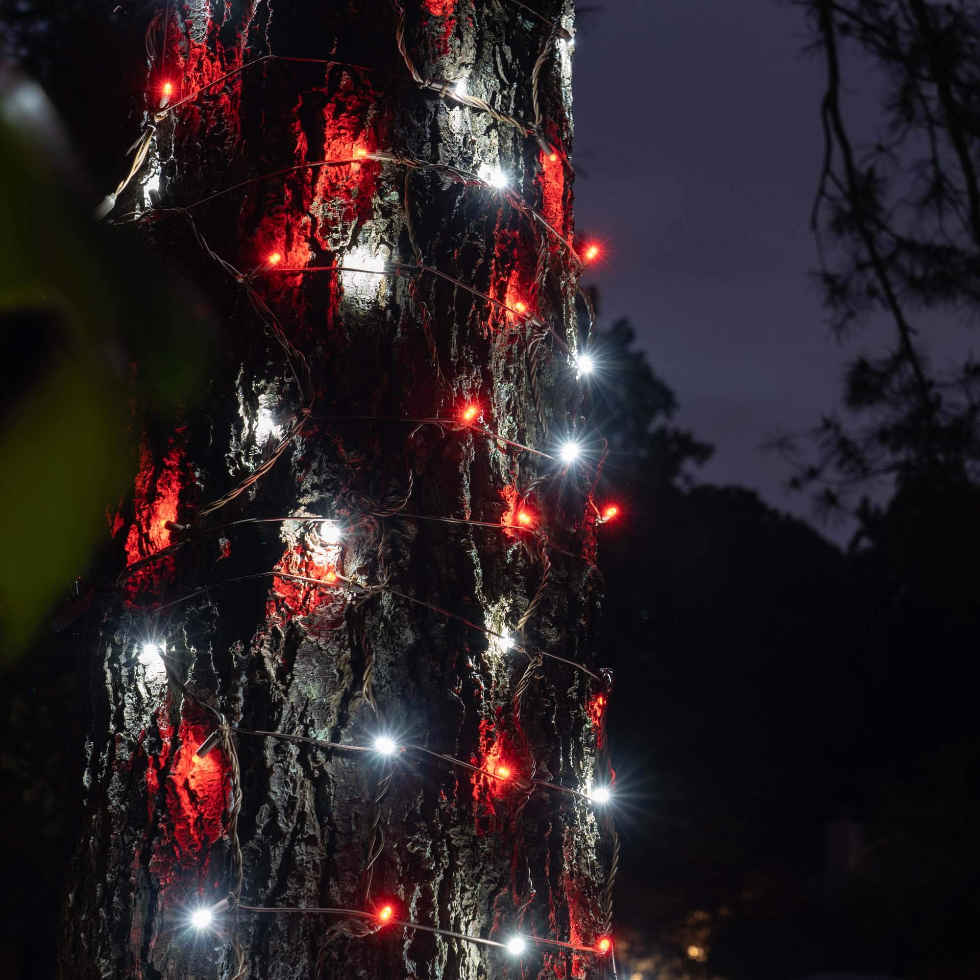 Red And White Lights Tree Wrap Wide Angle 5MM LED Lights 50 5mm Red