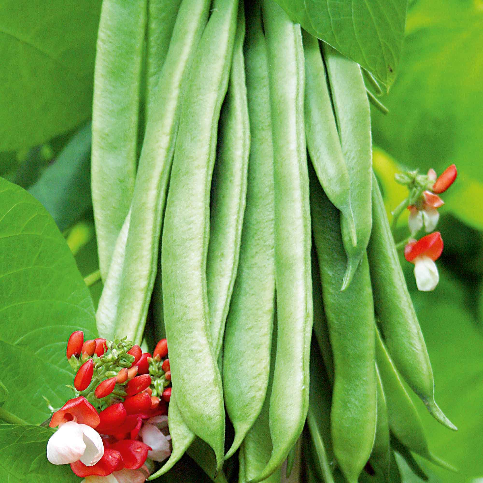 Suttons Bean (Runner) Seeds - Stringless - Super Tri Mix, Vegetable ...