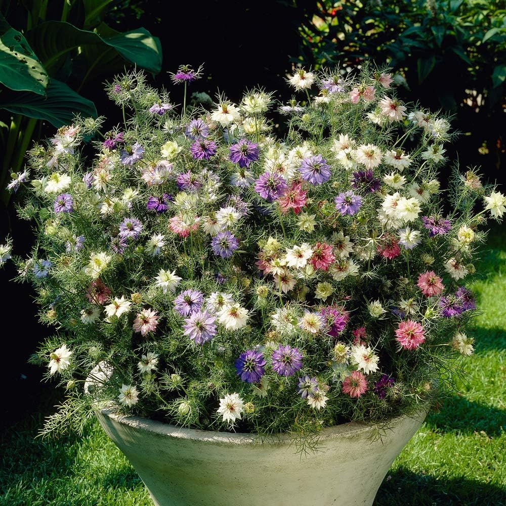 Nigella damascena 'Miss Jekyll Rose' / Love-in-a-Mist/Seeds : Amazon.co ...