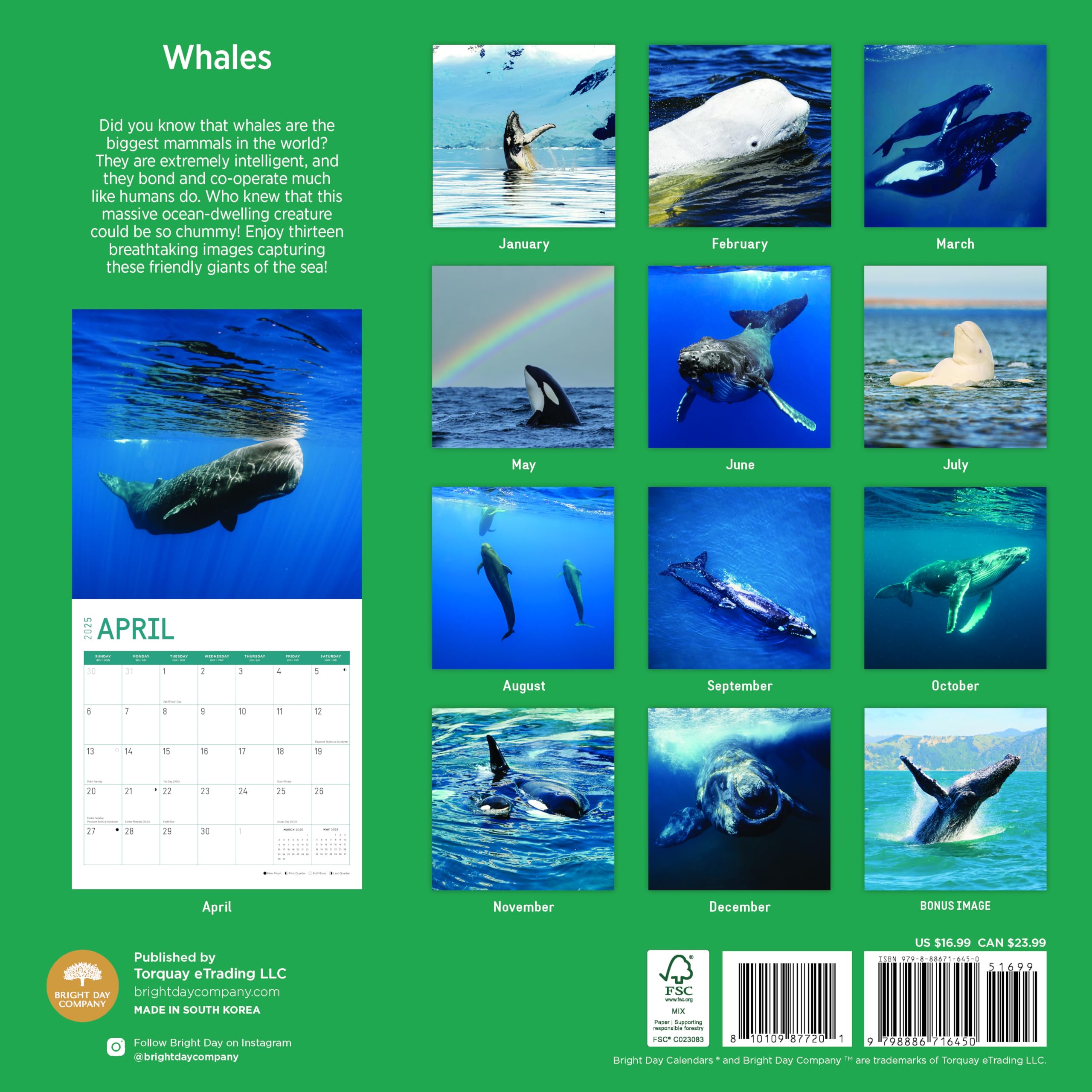 2025 Whales Monthly Wall Calendar by Bright Day, 12 x 12 Inch Cute ...