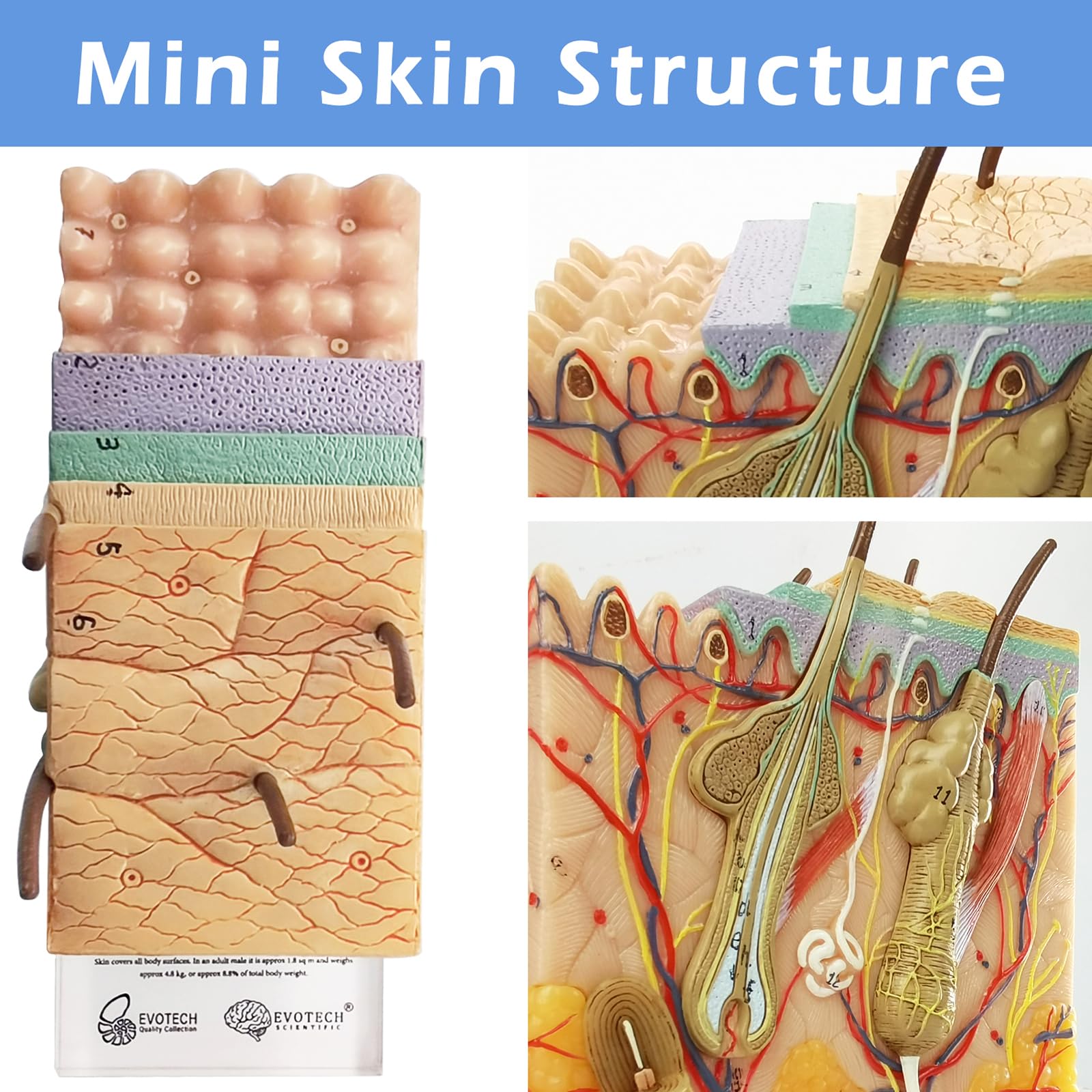 Snapklik.com : EVOTECH SCIENTIFIC Skin Anatomy Model, 35X Enlarged Skin ...