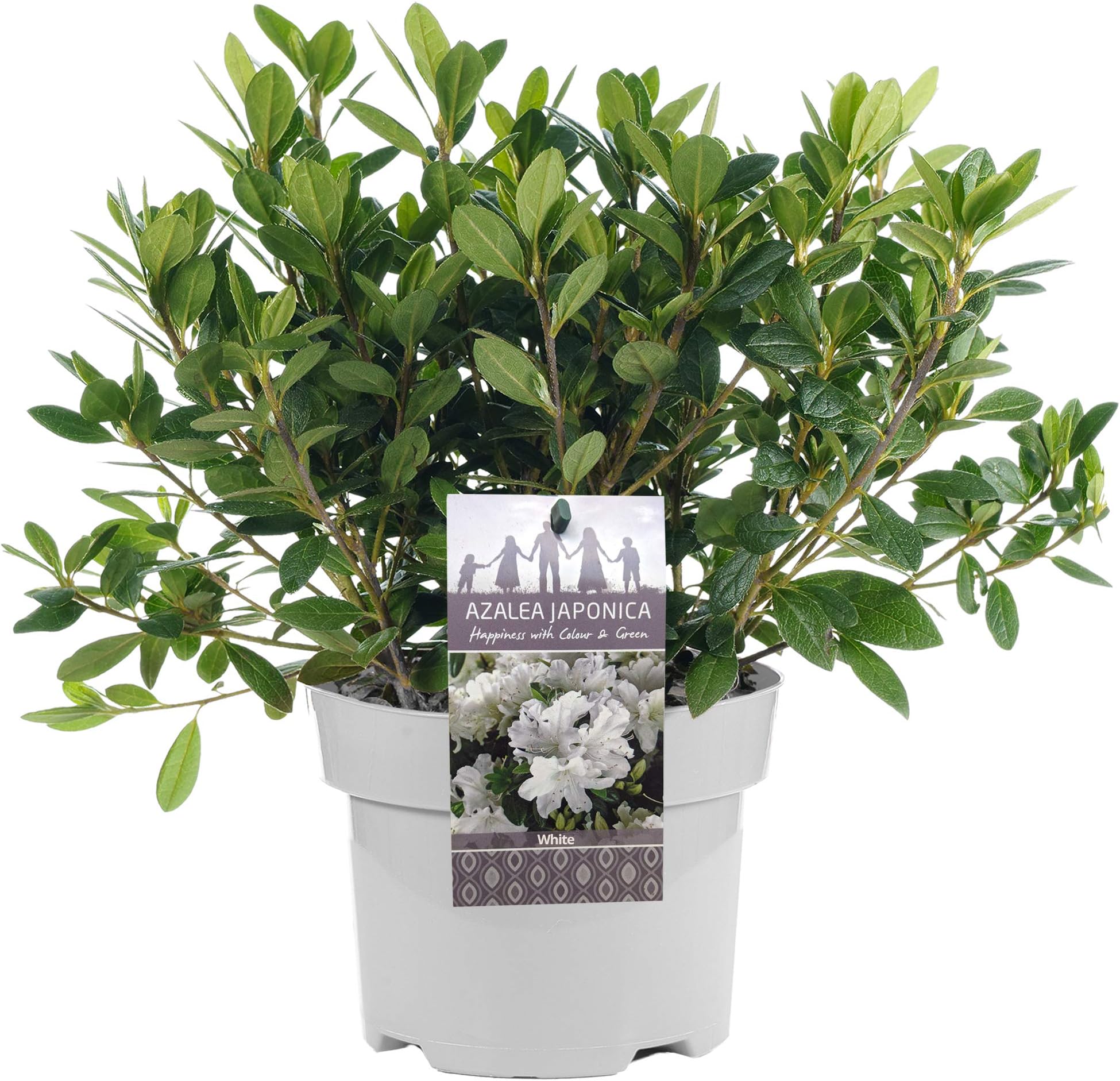 1 X Azalea 'Geisha White' Japanese Evergreen Shrub Hardy Plant in Pot ...