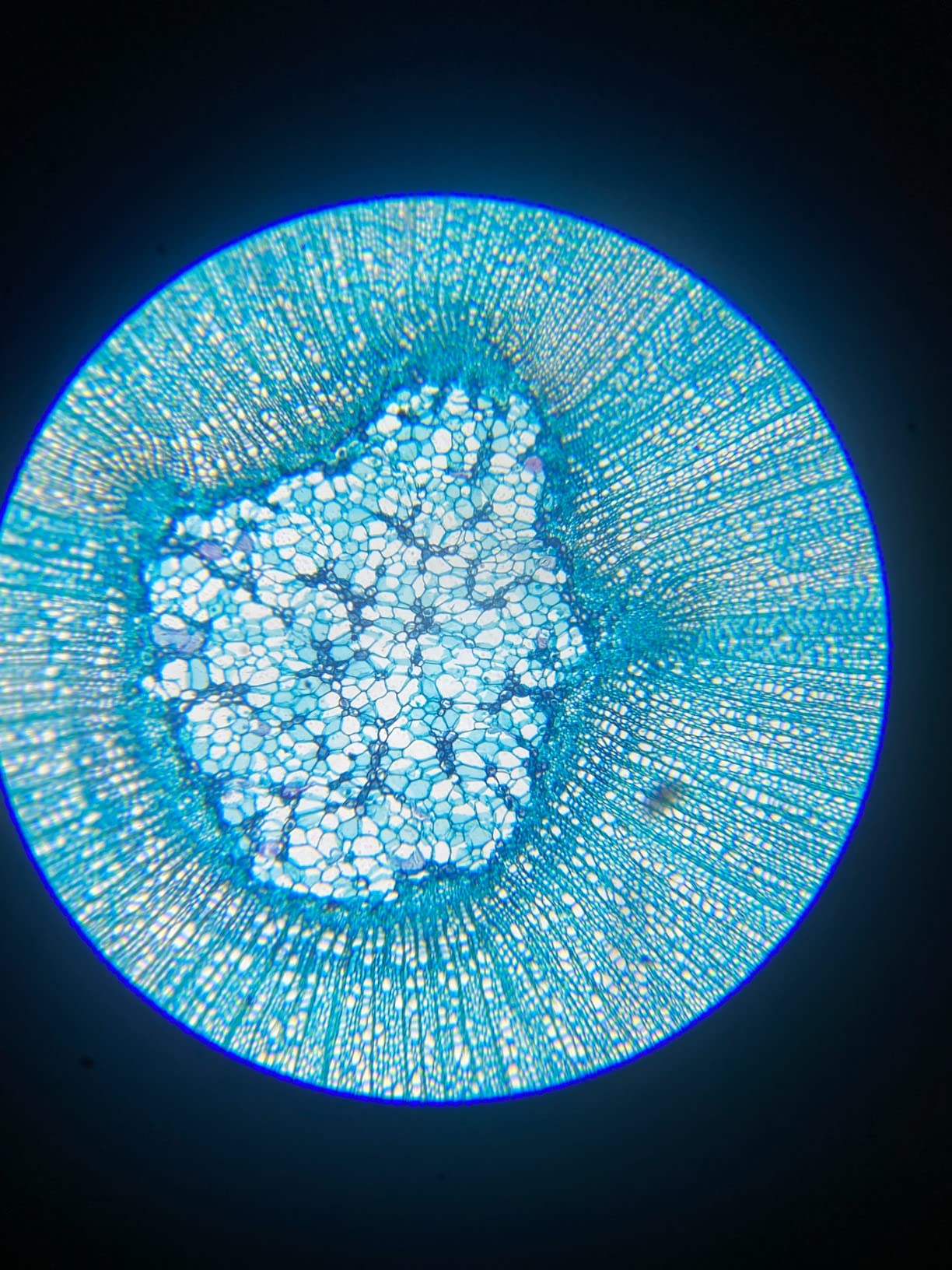 $15/mo - Finance LaMulaOptics Microscope for Adults Kids Students, 100X ...