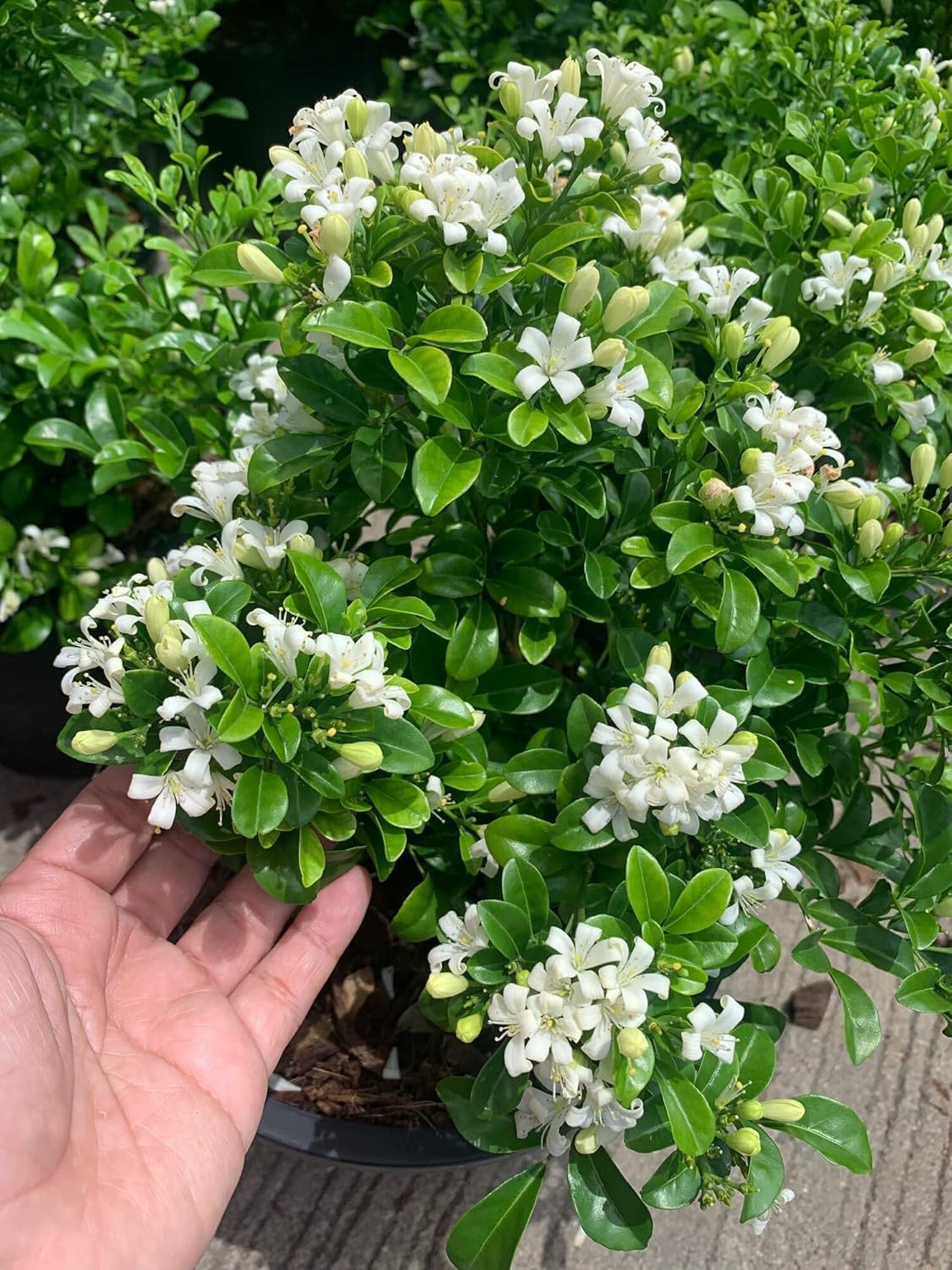 Gorgeous Glory Garden Live Beautiful Murraya paniculata Madhu Kamini ...