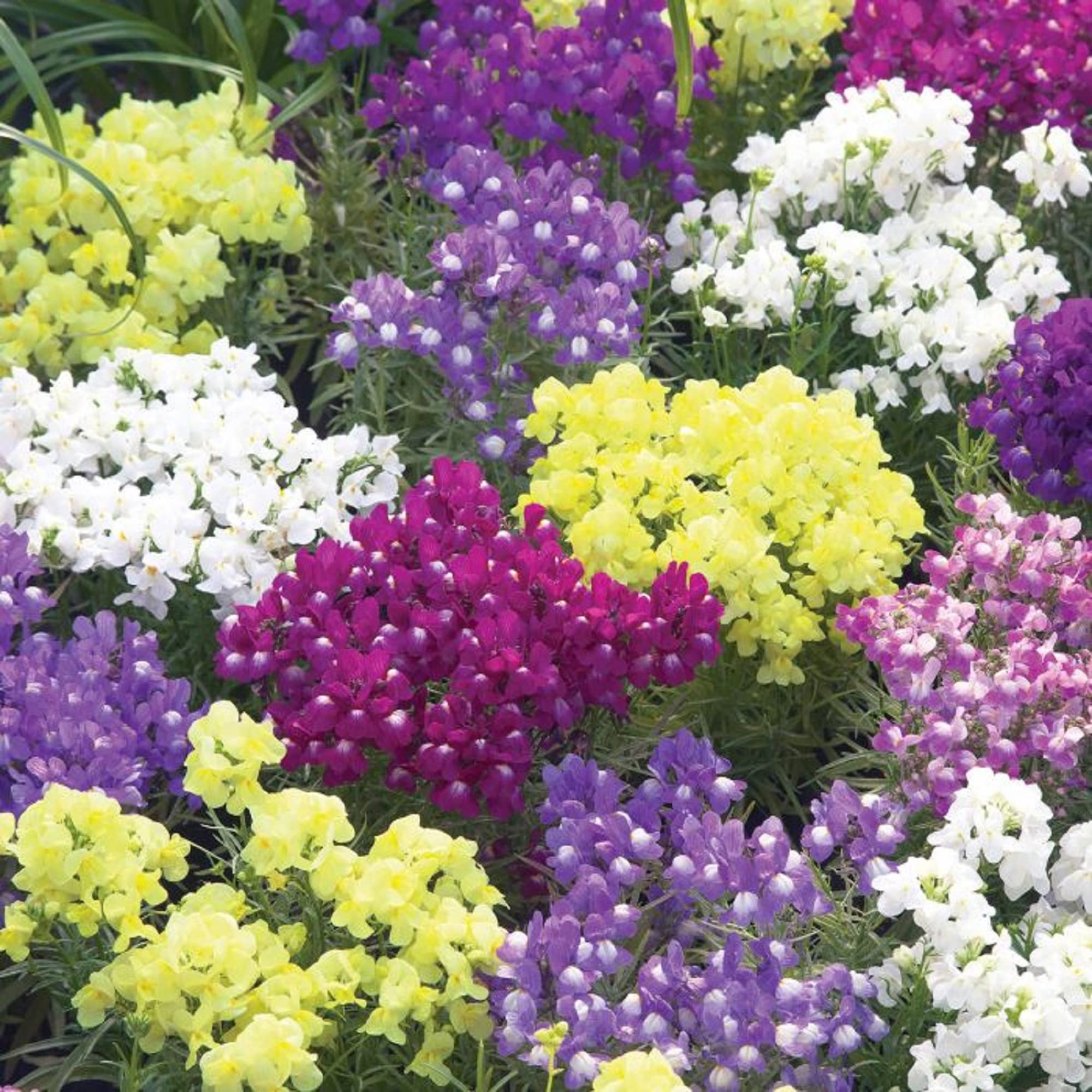 Amazon.com : CHUXAY GARDEN Mix Snapdragons-Northern Lights Dragon ...