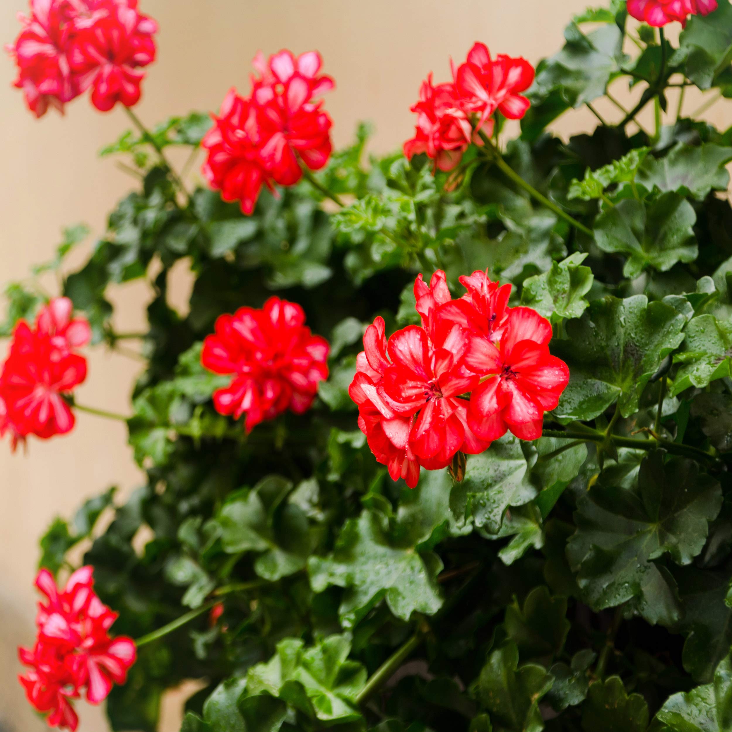 Amazon.com : Outsidepride 25 Seeds Annual Scarlet Geranium Flower Seed ...