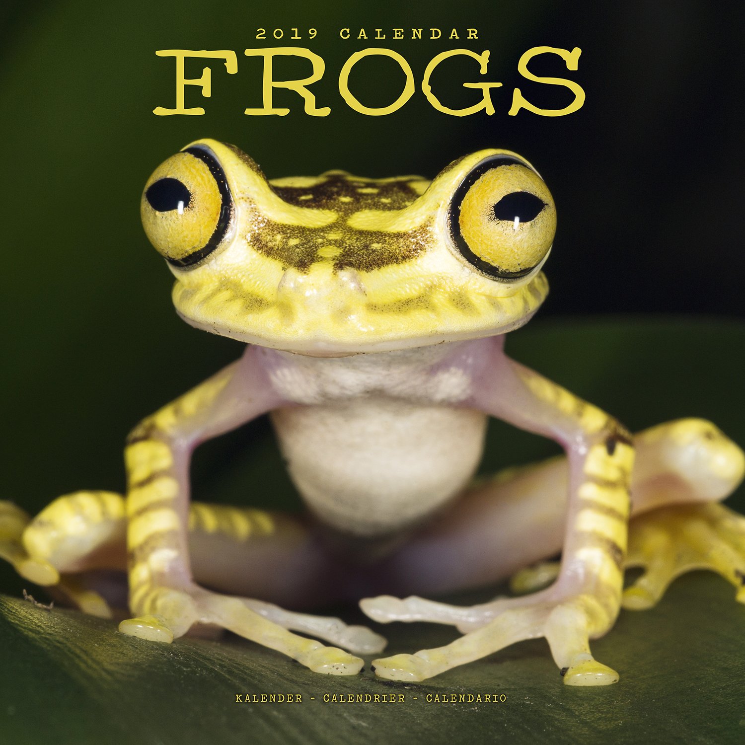 Frog Calendar - Cute Animal Calendar - Calendars 2018 - 2019 Wall ...