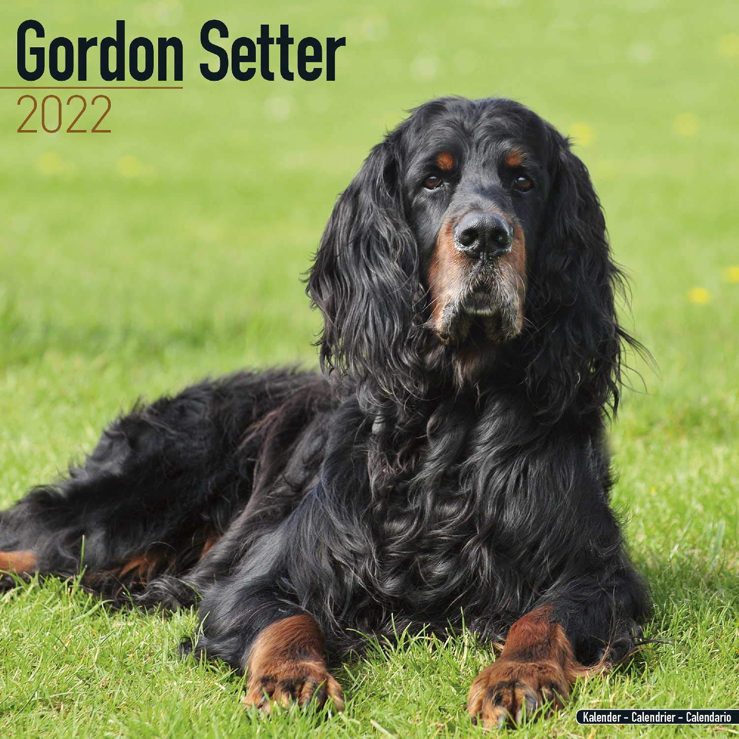 Gordon Setter Calendar - Dog Breed Calendars - 2021 - 2022 wall ...