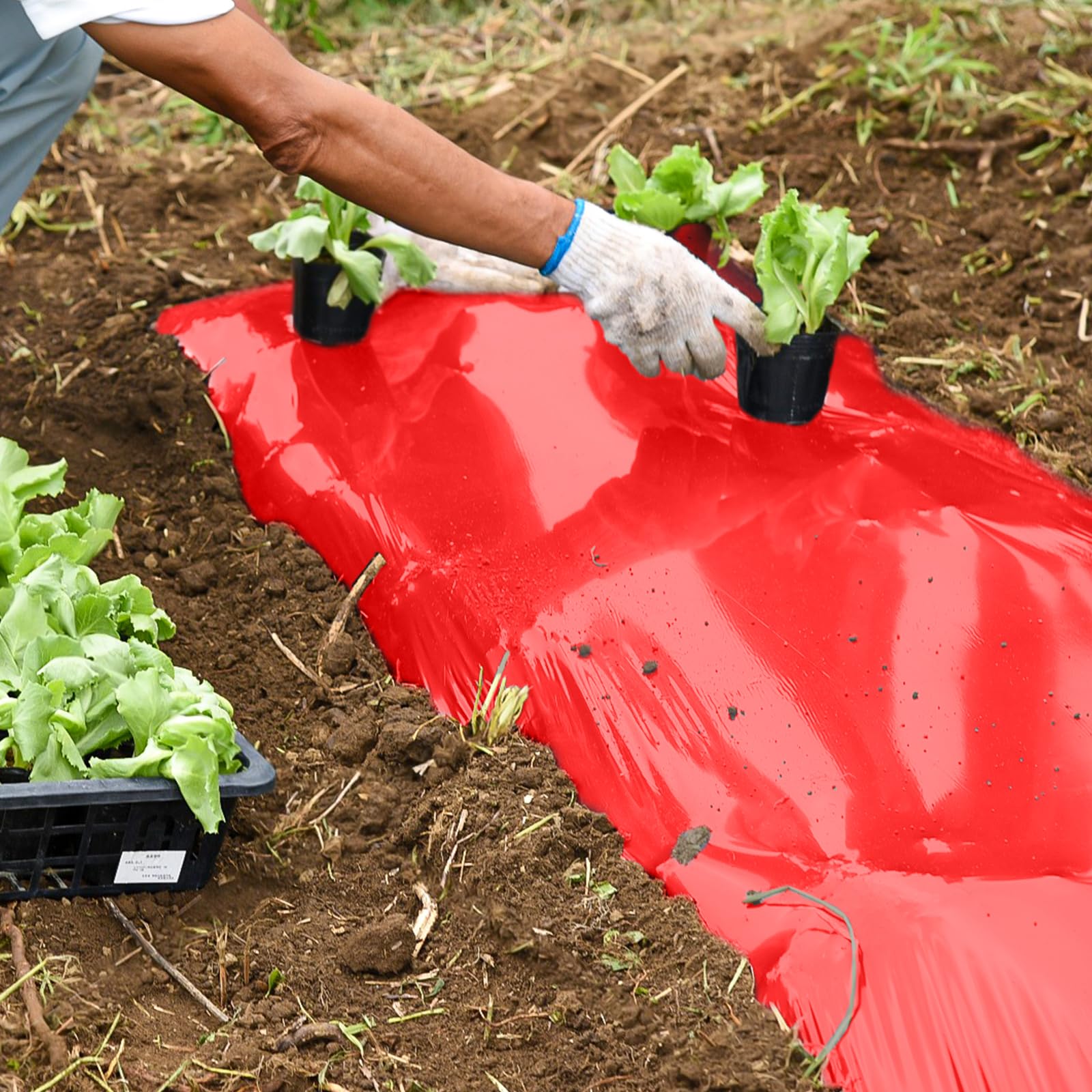 Red Plastic Mulch Vertical Gardening The Use And Recycling Of