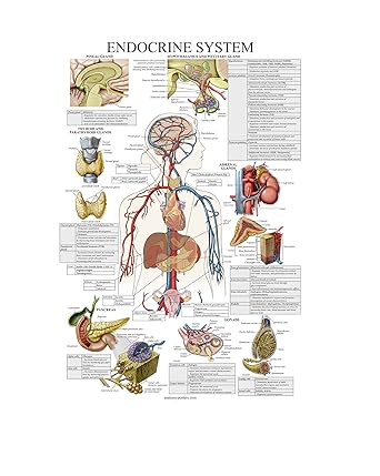 Laminated Endocrine System Anatomical Chart - Endocrine Anatomy Poster ...
