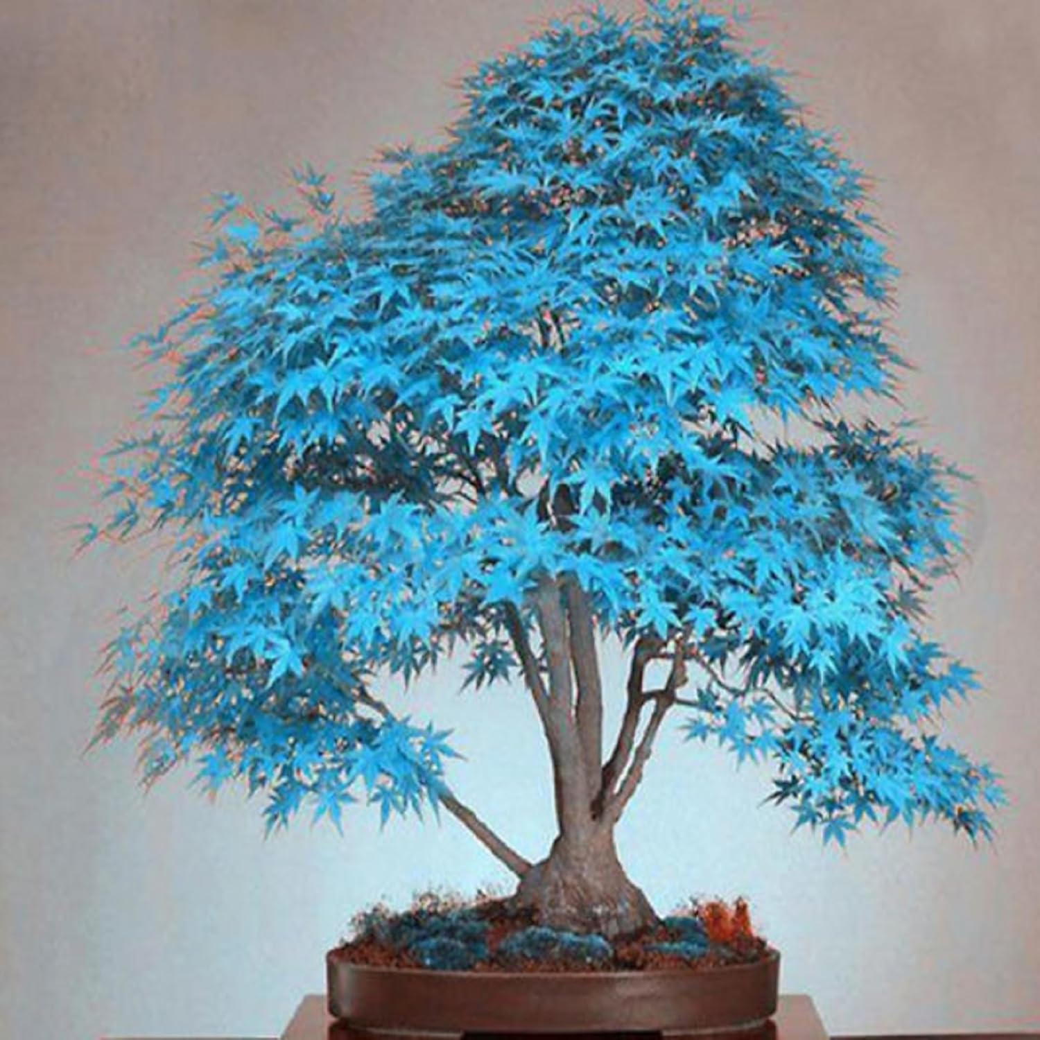 Amazon.com : CHUXAY GARDEN Rare Blue Japanese Maple Seed 50 Seeds ...