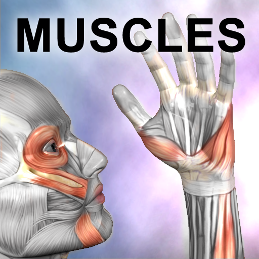 Learn Muscles: Anatomy - Application sur Amazon Appstore