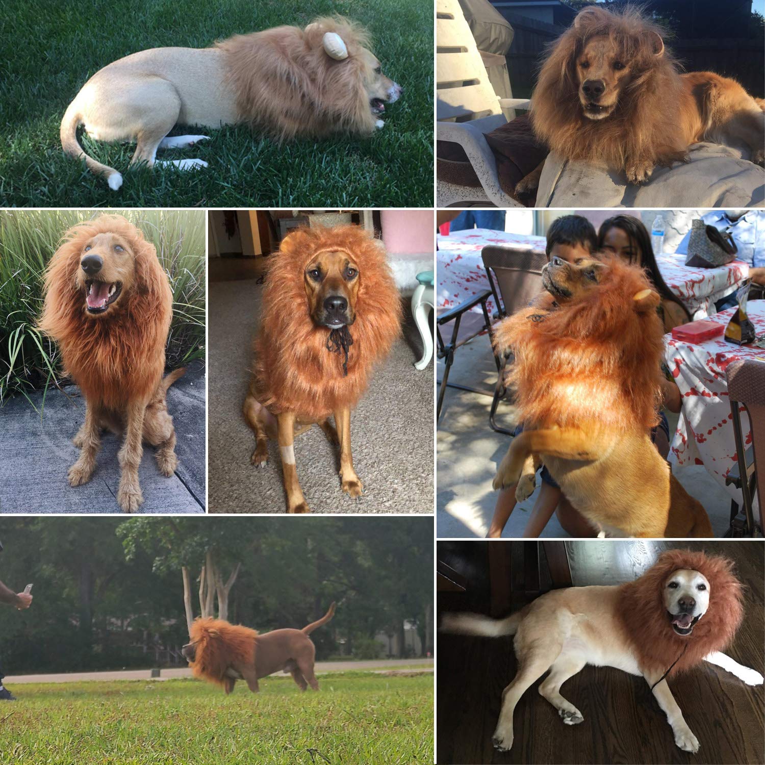 What Is The Dog That Looks Like A Lion